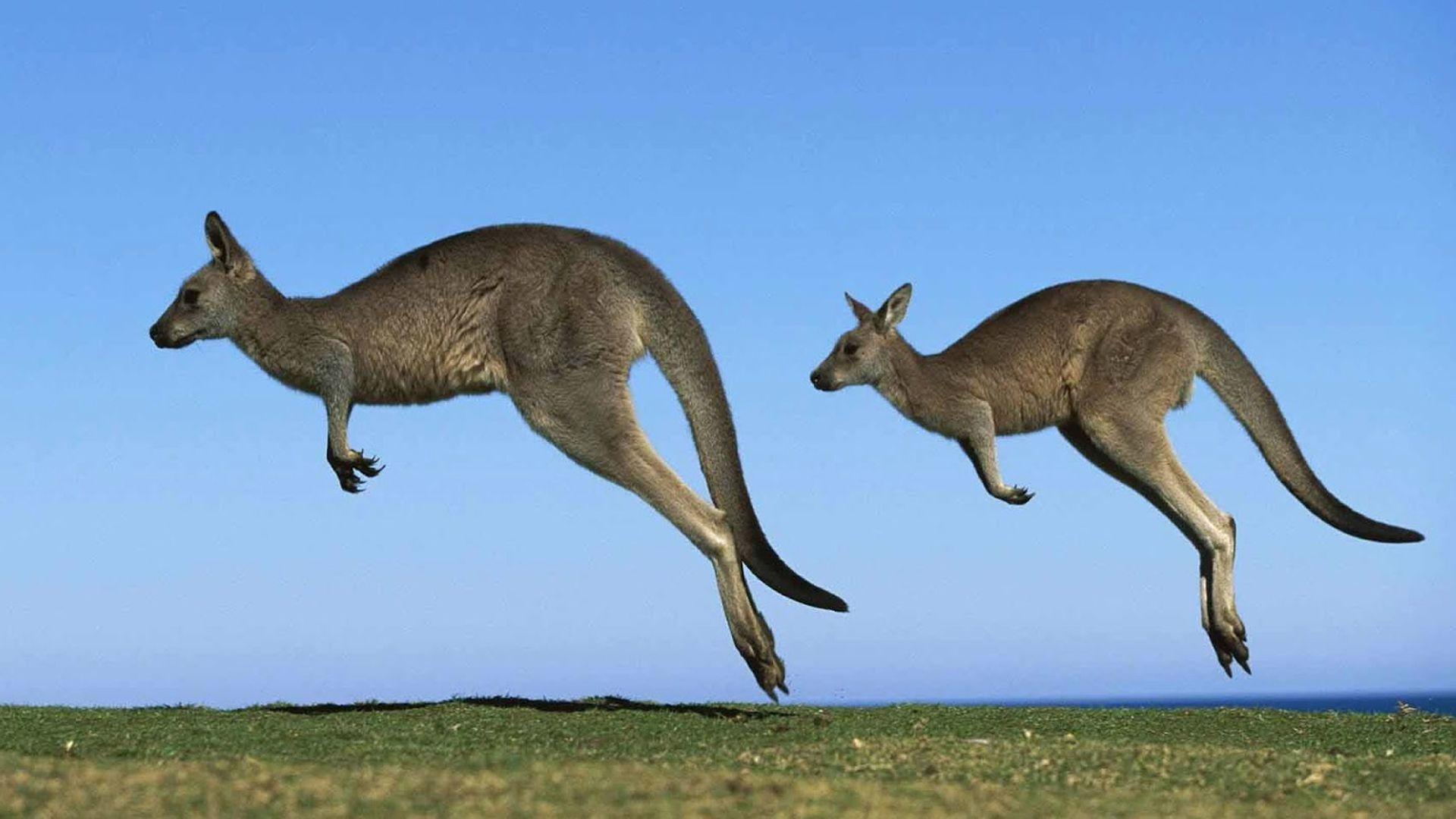 Kangaroos Wallpapers - Wallpaper Cave