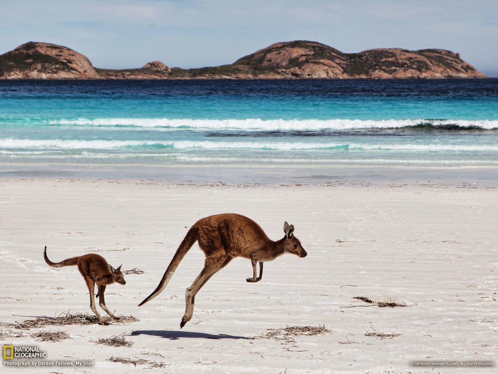 Kangaroos Wallpapers - Wallpaper Cave