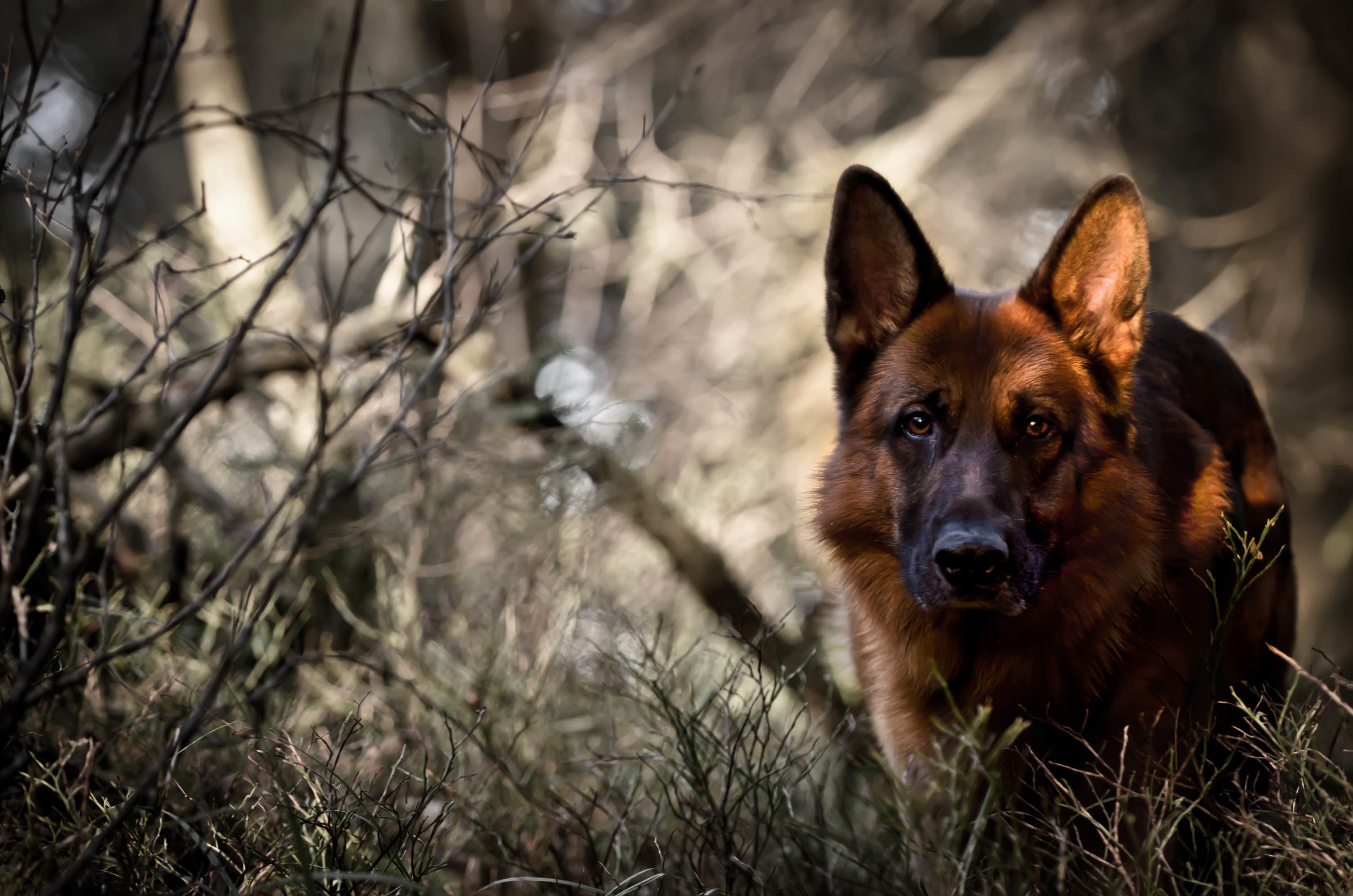 German Shepherd HD Wallpapers - Wallpaper Cave