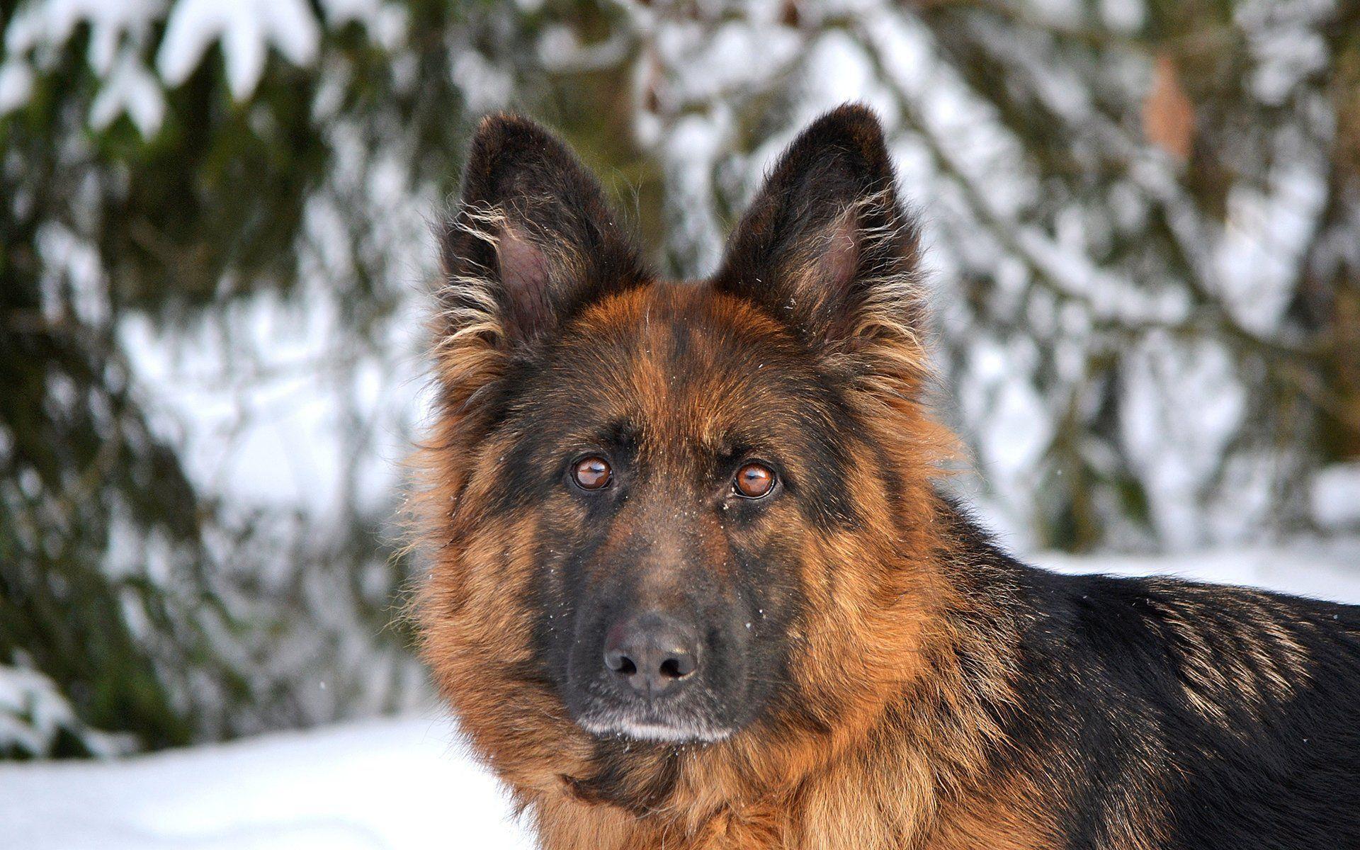 German Shepherd HD Wallpapers - Wallpaper Cave