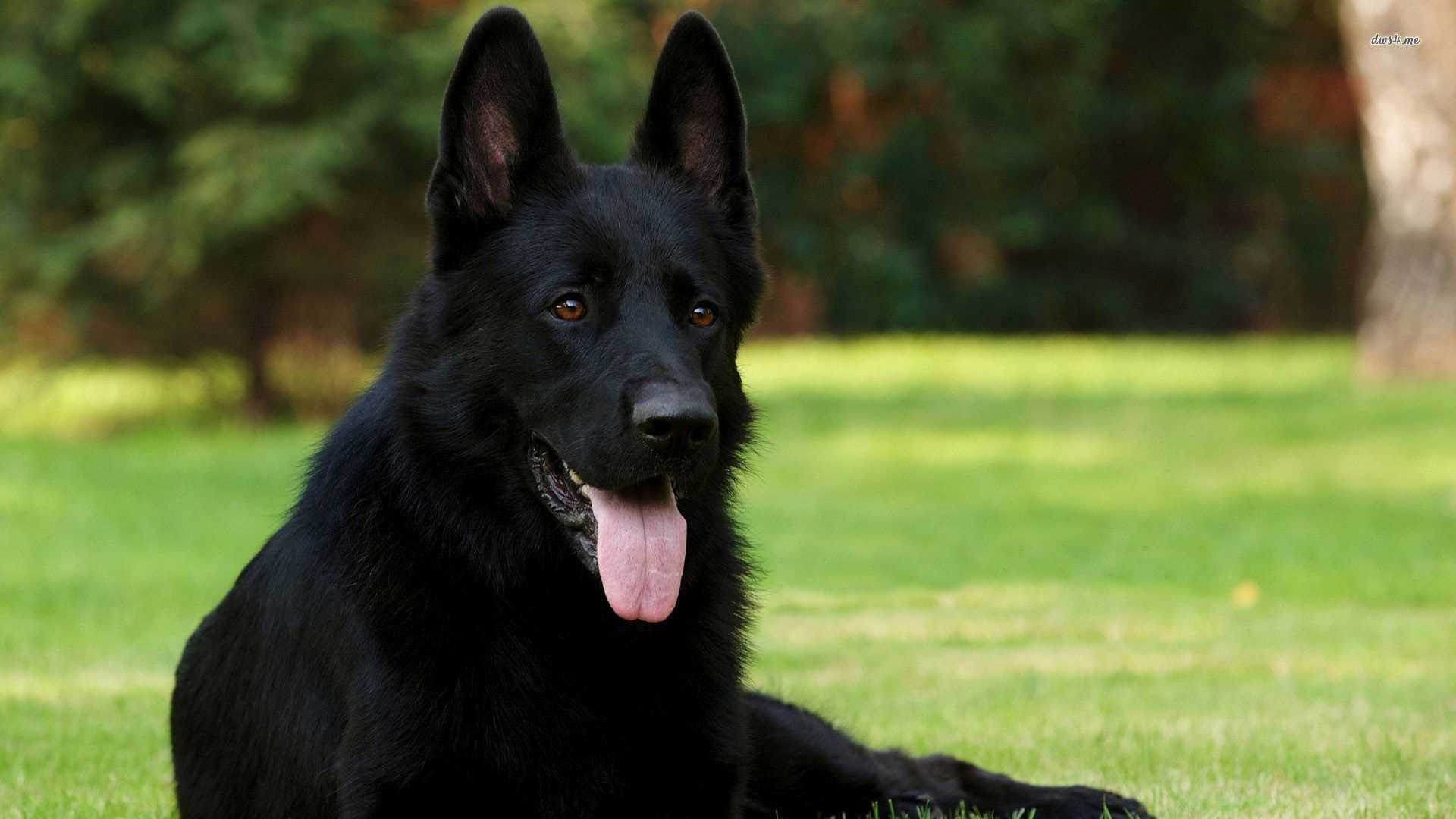 German Shepherd HD Wallpapers - Wallpaper Cave