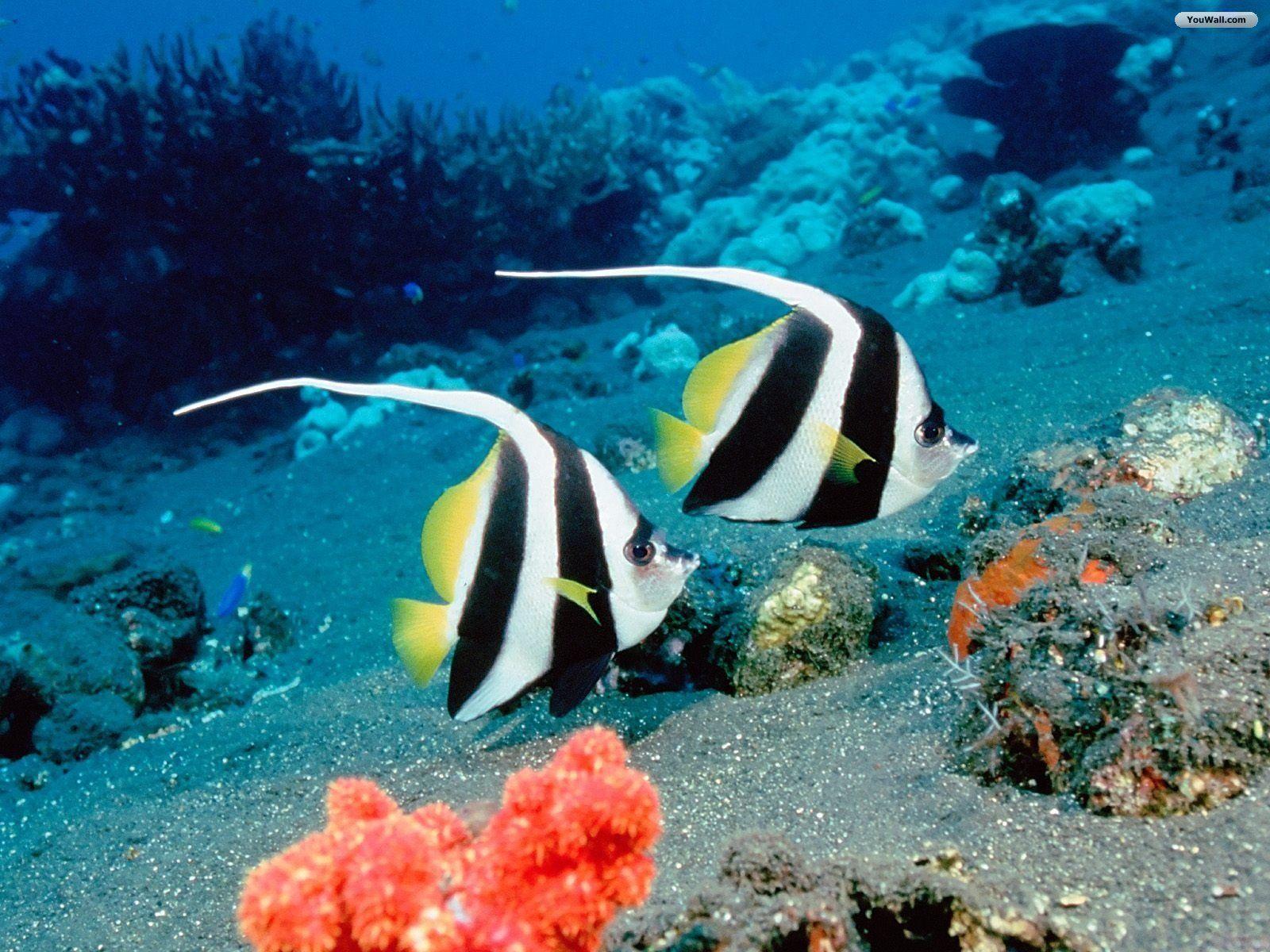 Undersea Wallpapers - Wallpaper Cave