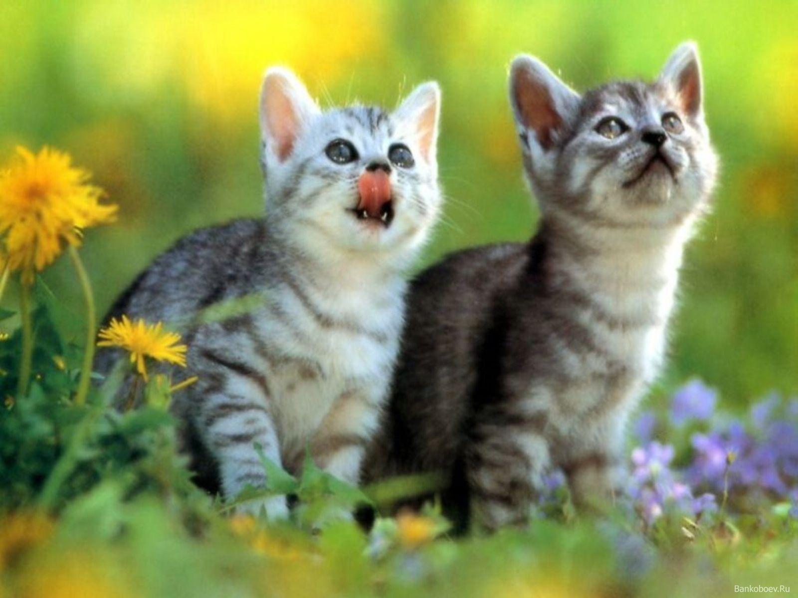 Kitties Wallpapers - Wallpaper Cave