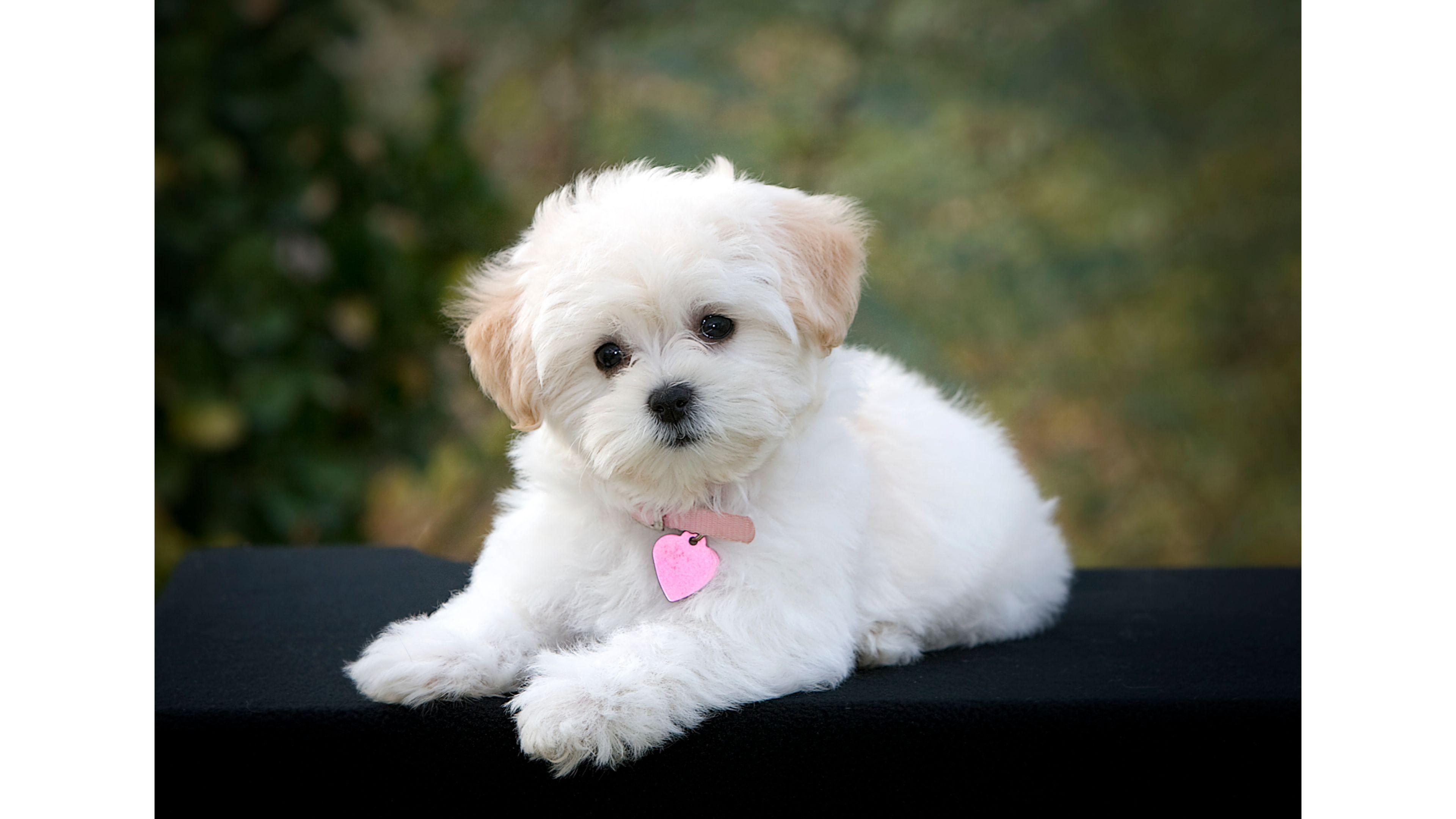 Maltese Wallpapers - Wallpaper Cave