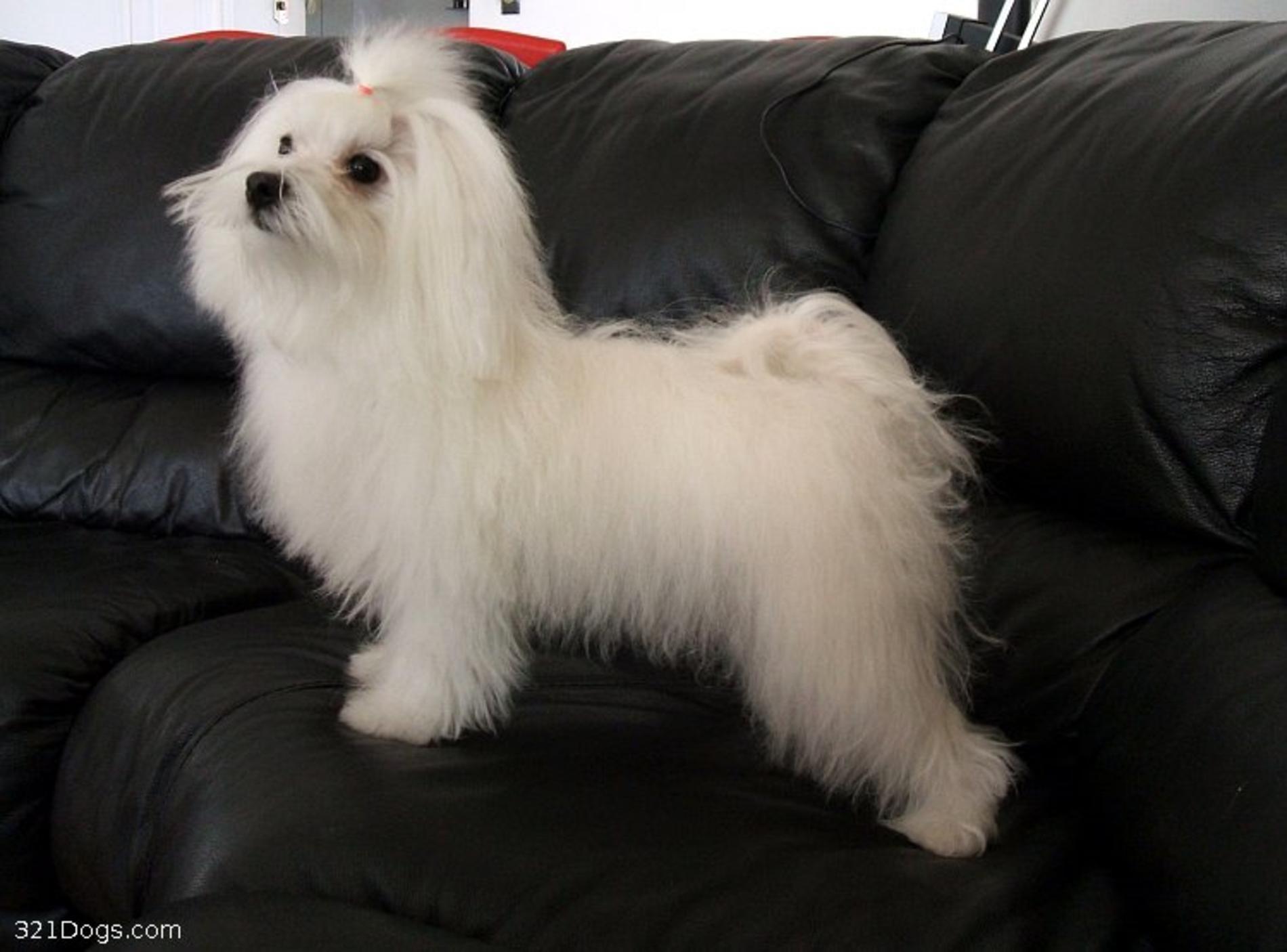 Maltese Wallpapers - Wallpaper Cave