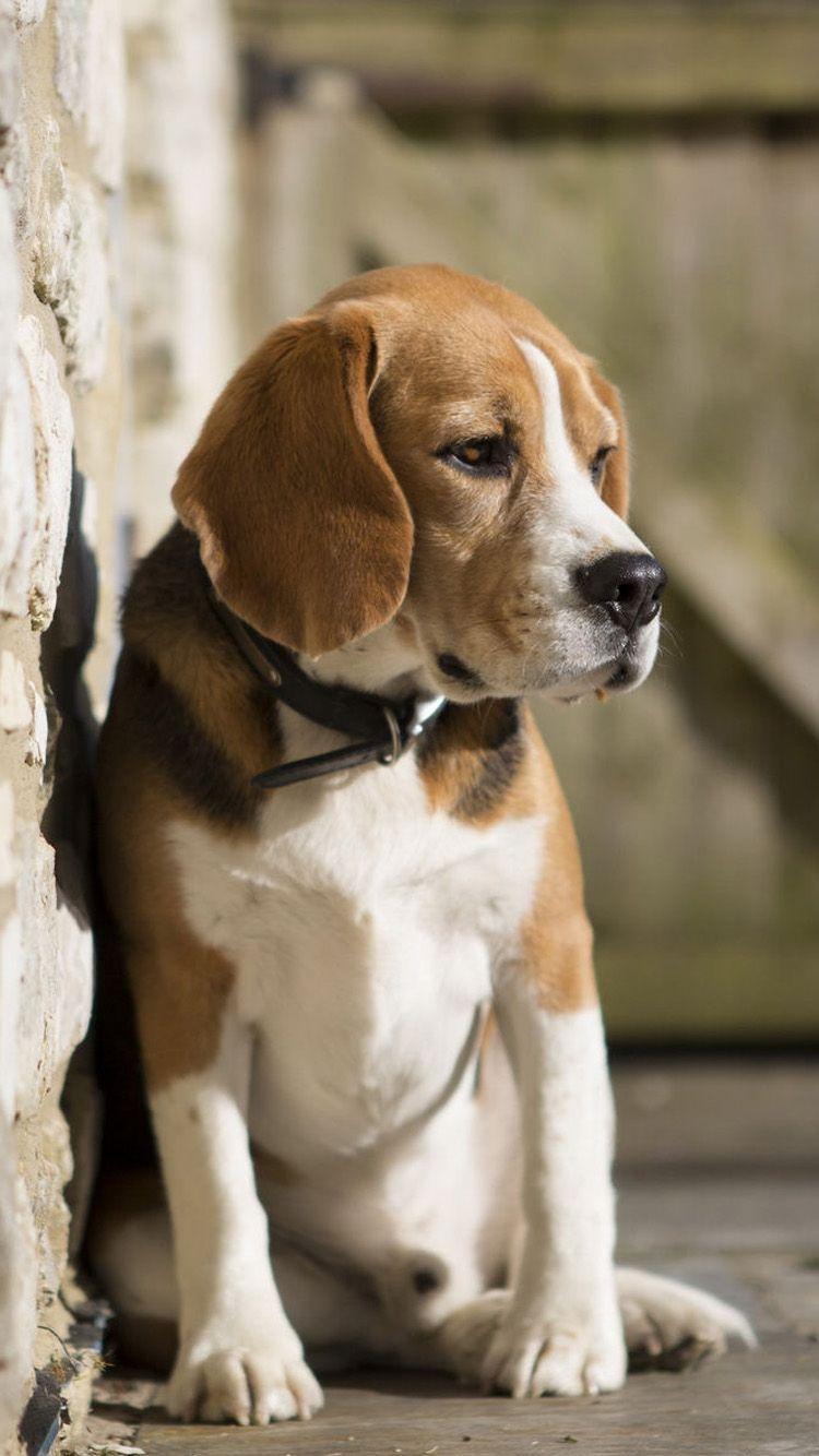 Beagles Wallpapers - Wallpaper Cave