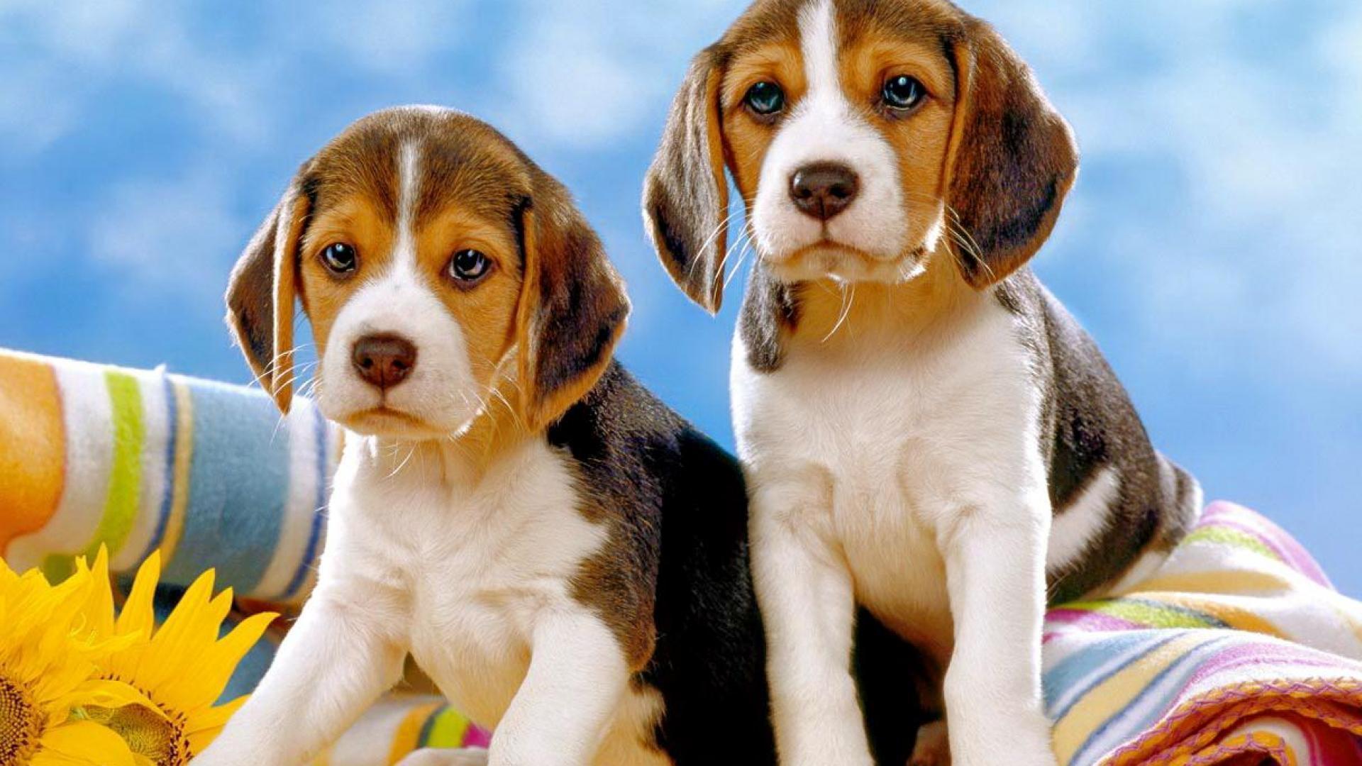 Beagles Wallpapers - Wallpaper Cave