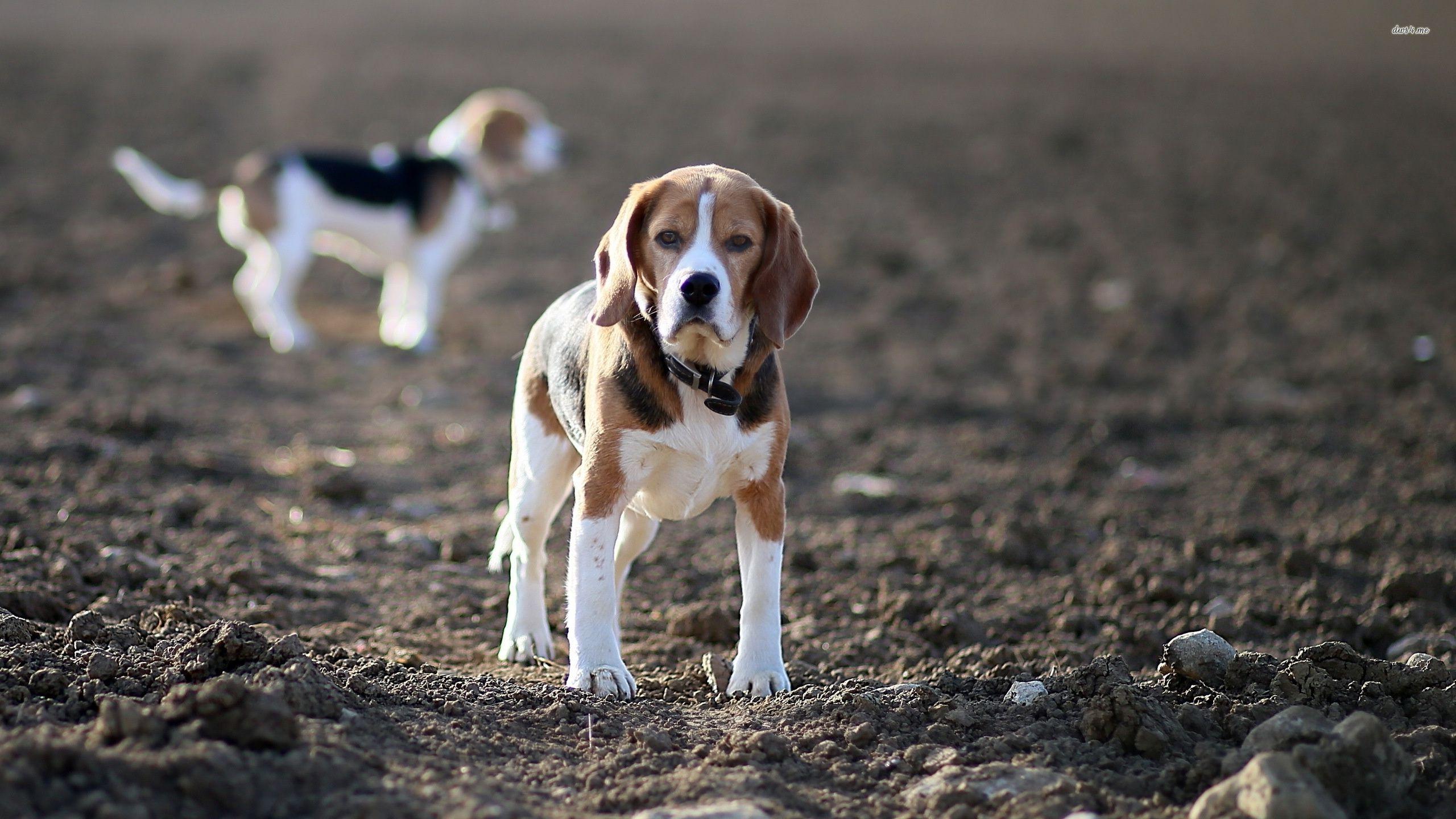 Running Beagle Wallpaper