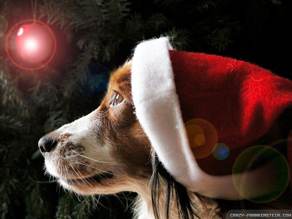 Christmas Dogs Wallpapers - Wallpaper Cave