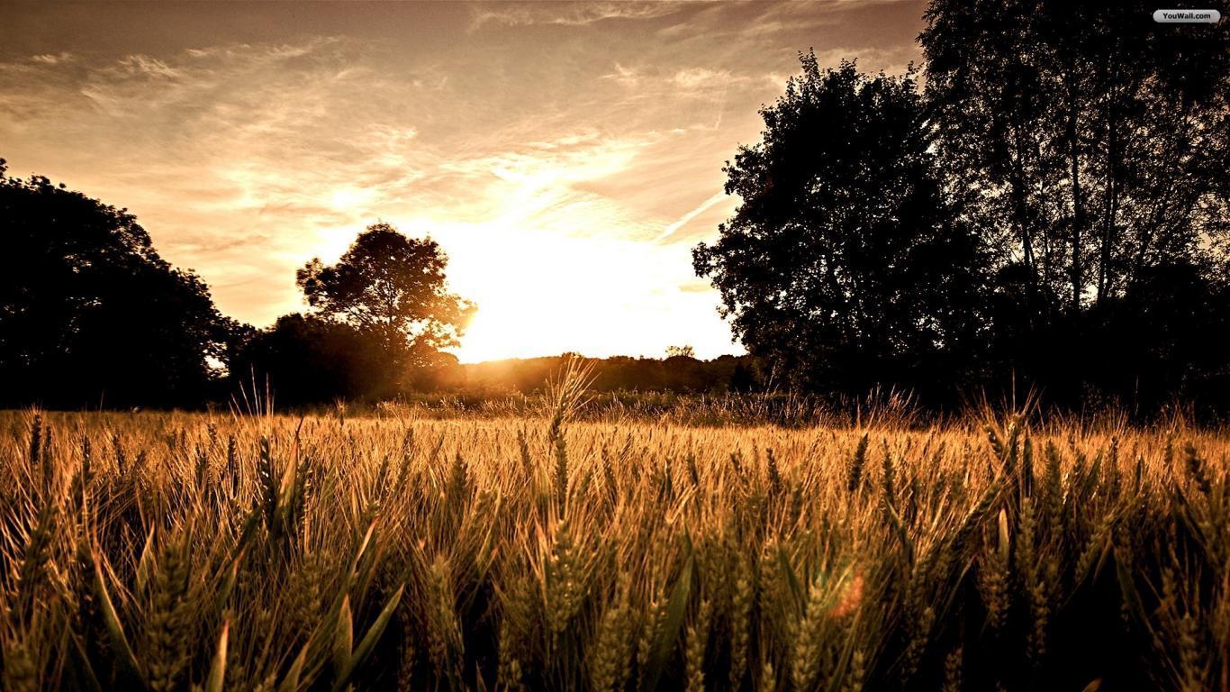 Crop Over Wallpapers - Wallpaper Cave