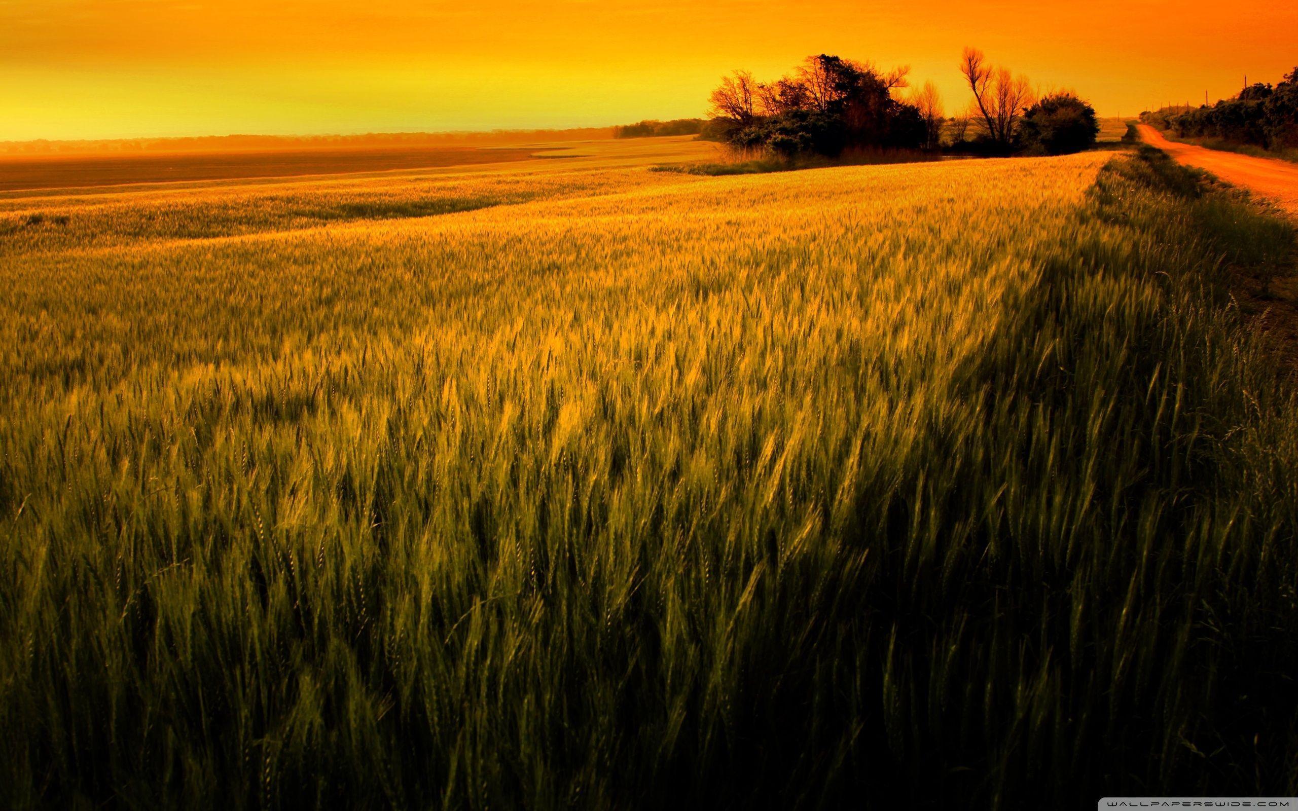 Crop Over Wallpapers - Wallpaper Cave