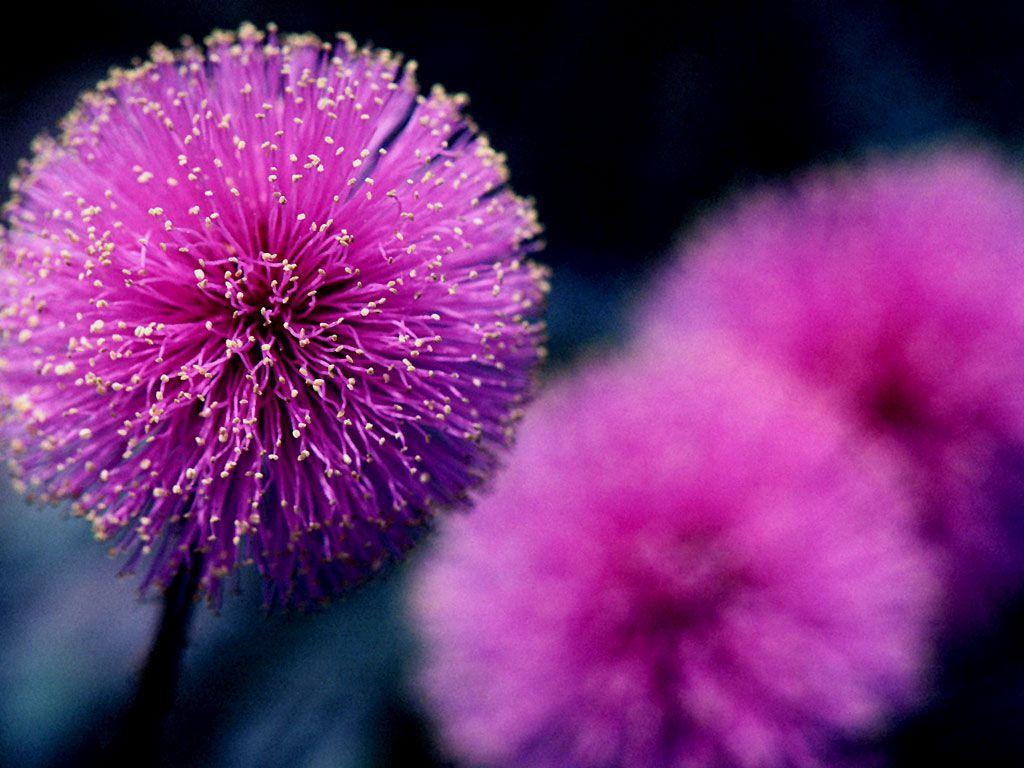 Blumen Wallpapers - Wallpaper Cave