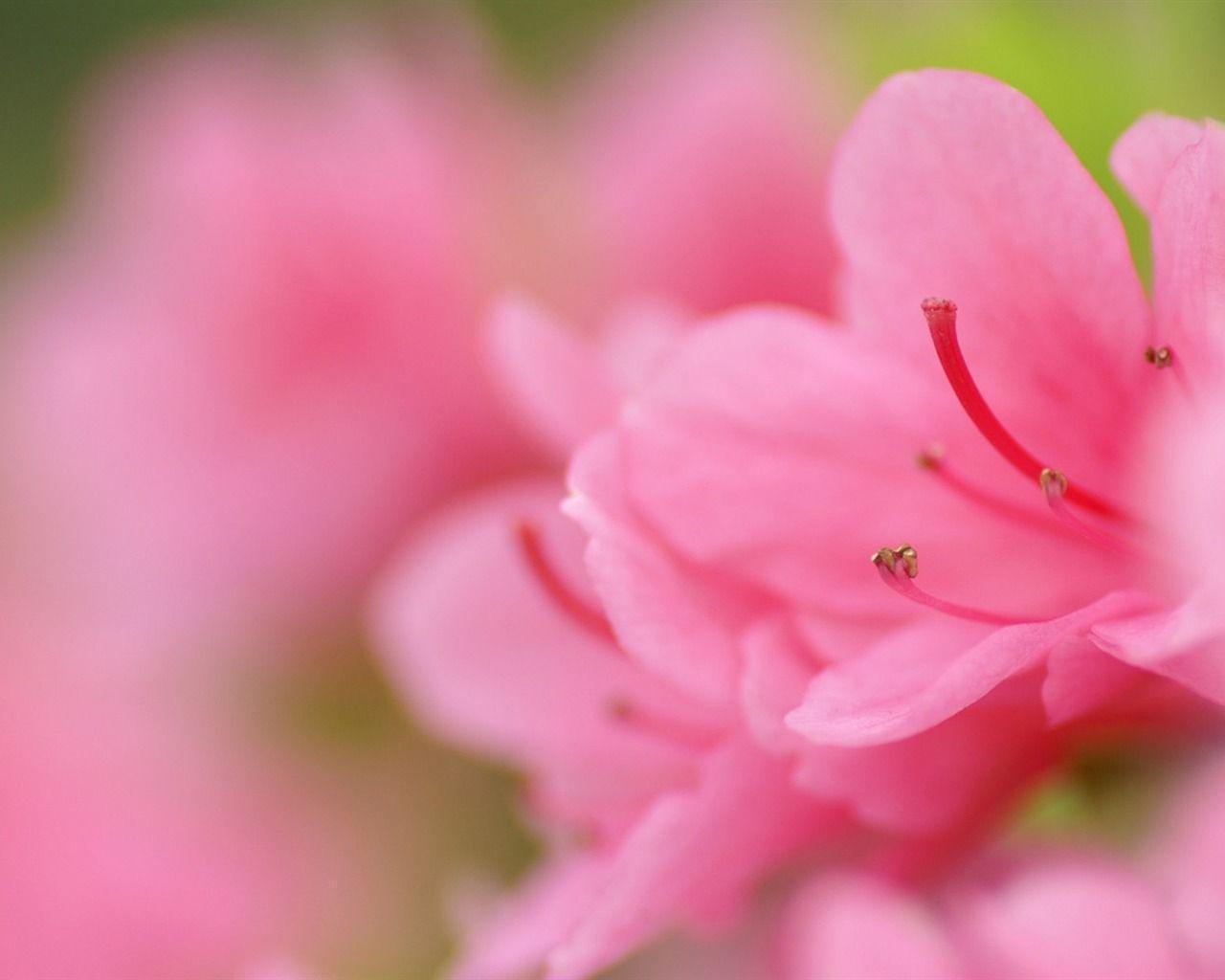 Blumen Wallpapers - Wallpaper Cave