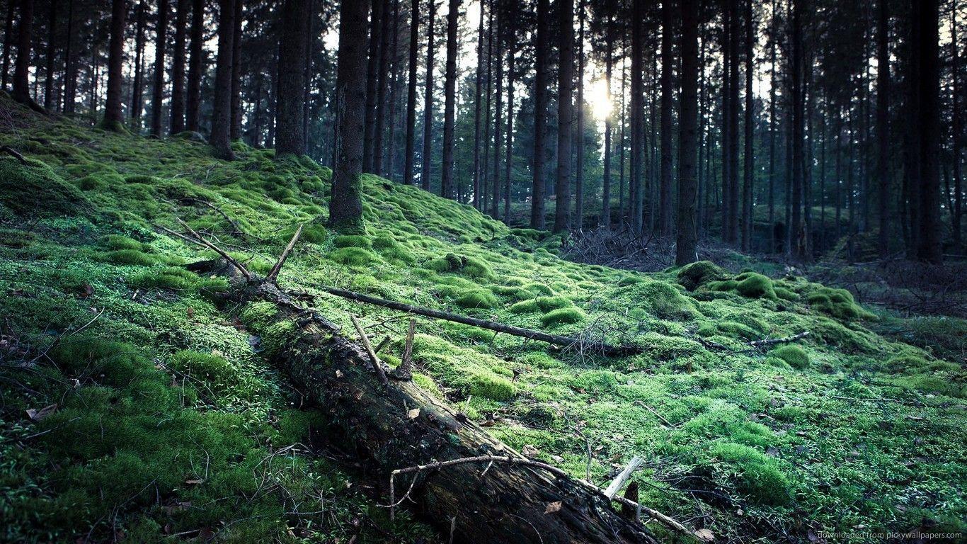 The Forest Wallpapers - Wallpaper Cave