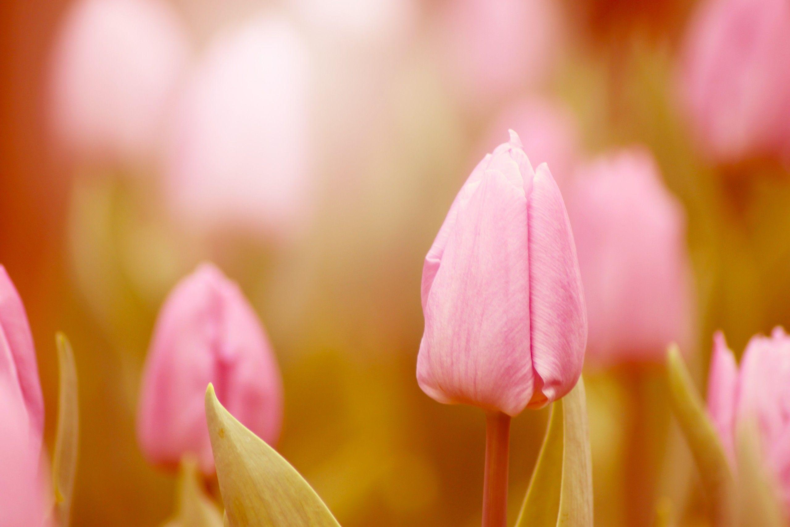 Divine Wallpapers - Wallpaper Cave