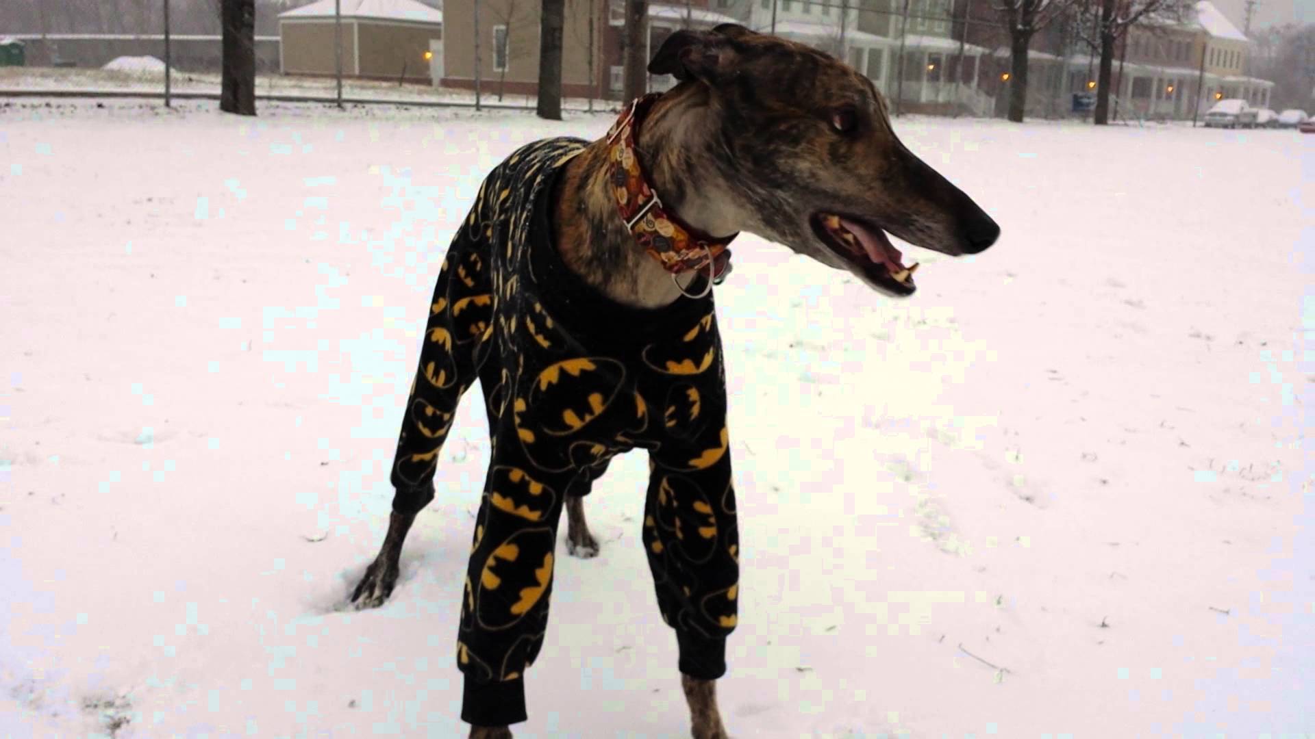 Greyhound Wallpapers - Wallpaper Cave