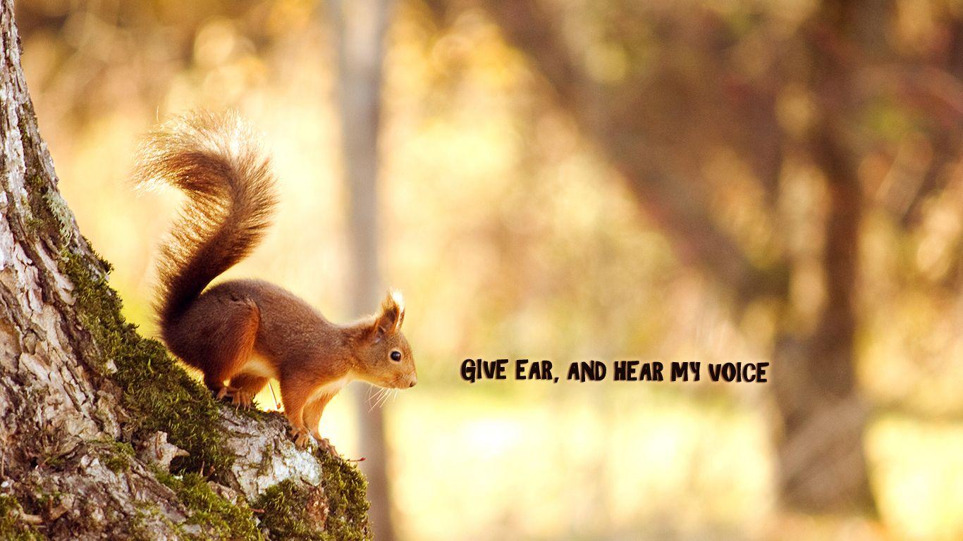 Voice Wallpapers - Wallpaper Cave