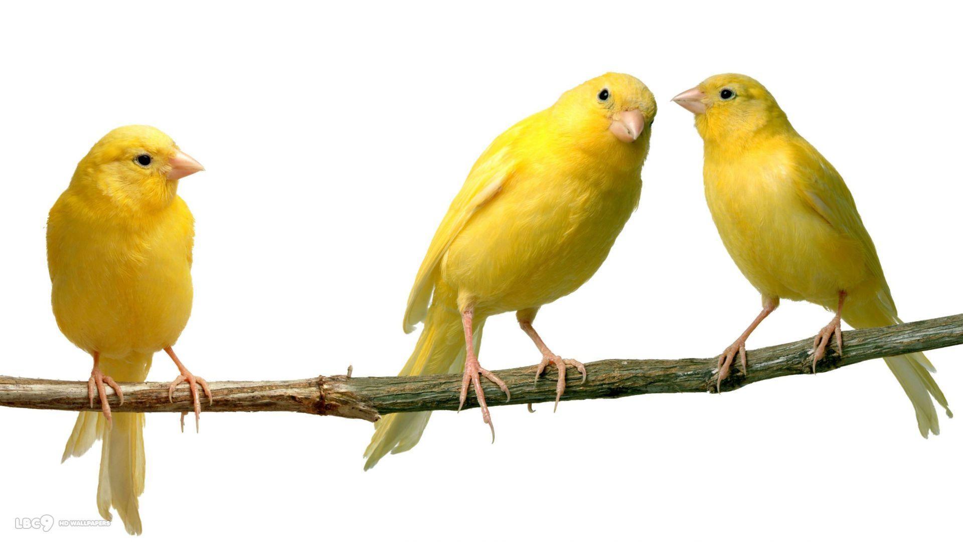 Canary Wallpapers - Wallpaper Cave