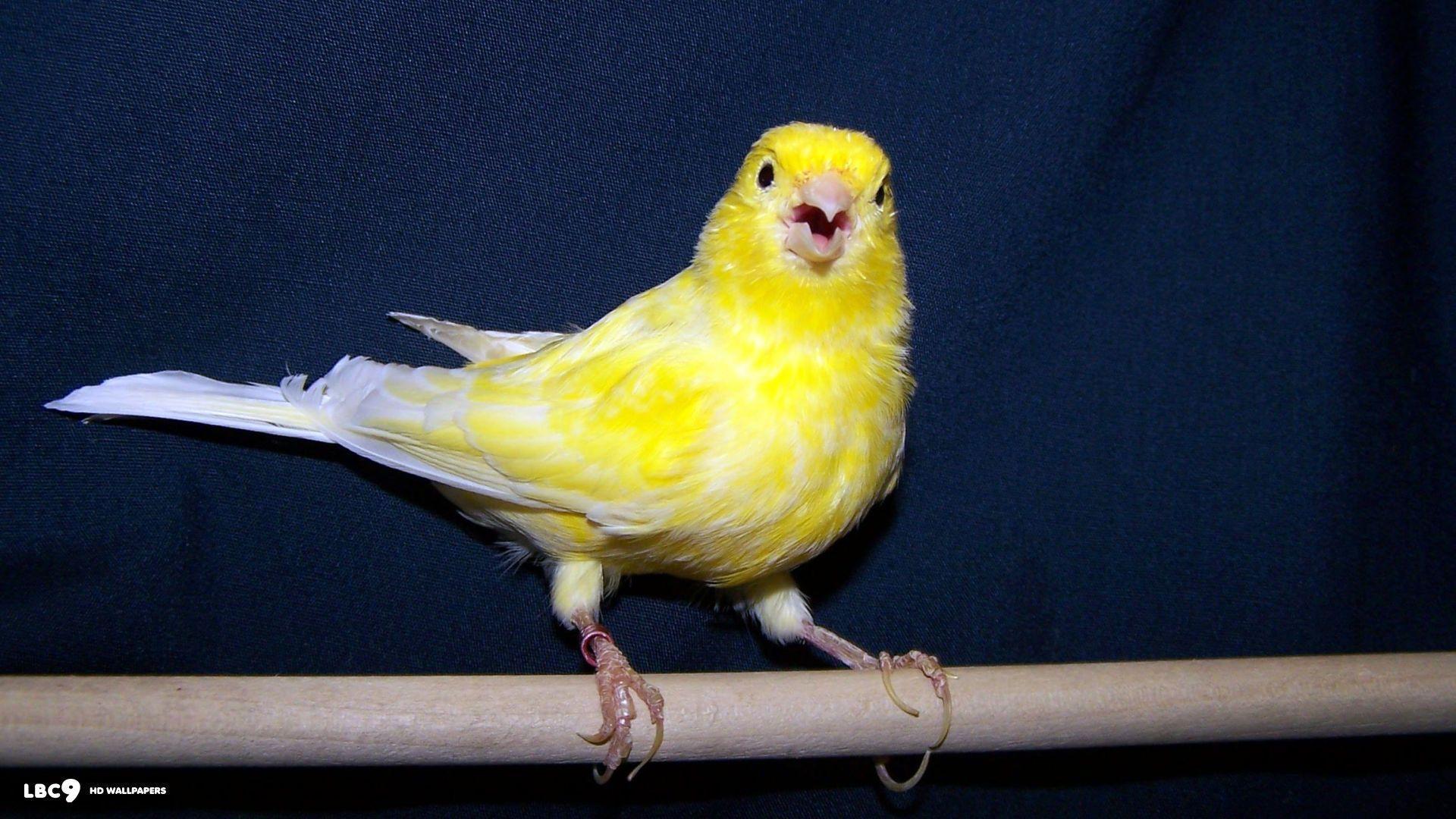 Canary Wallpapers - Wallpaper Cave