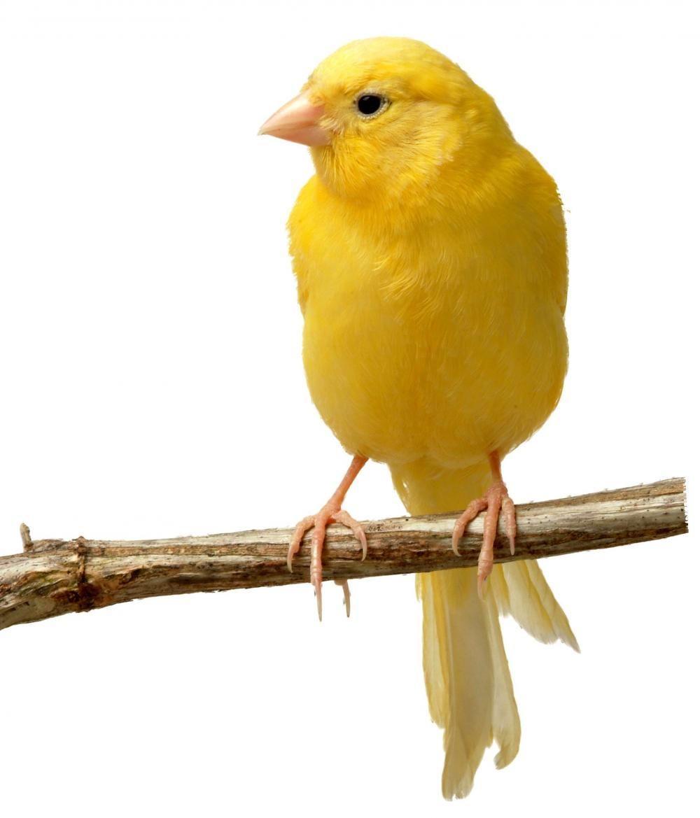 Canary Wallpapers - Wallpaper Cave