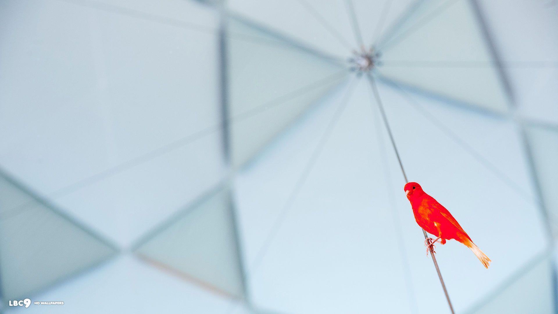 Canary Wallpapers - Wallpaper Cave