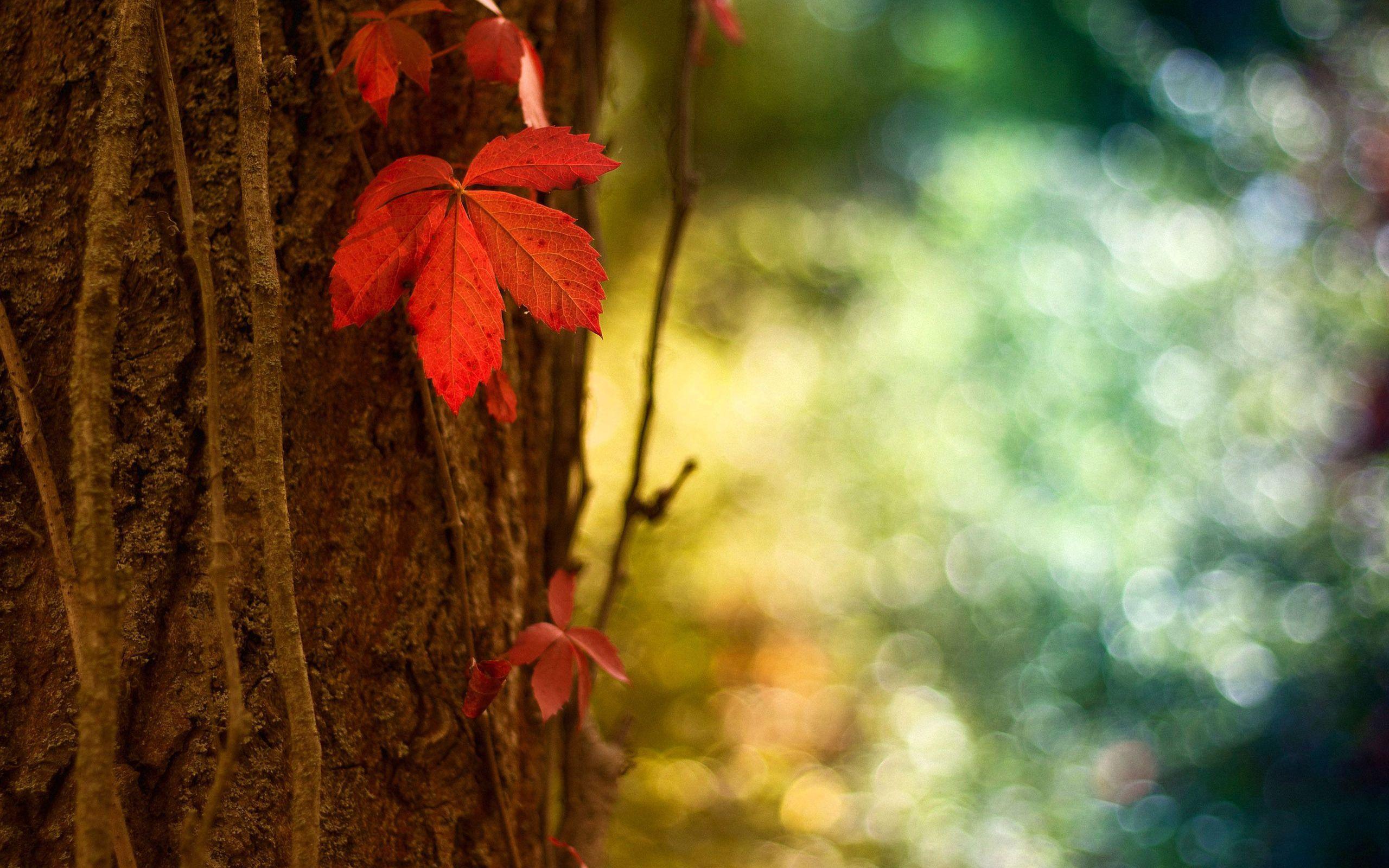 Close Up Wallpapers - Wallpaper Cave