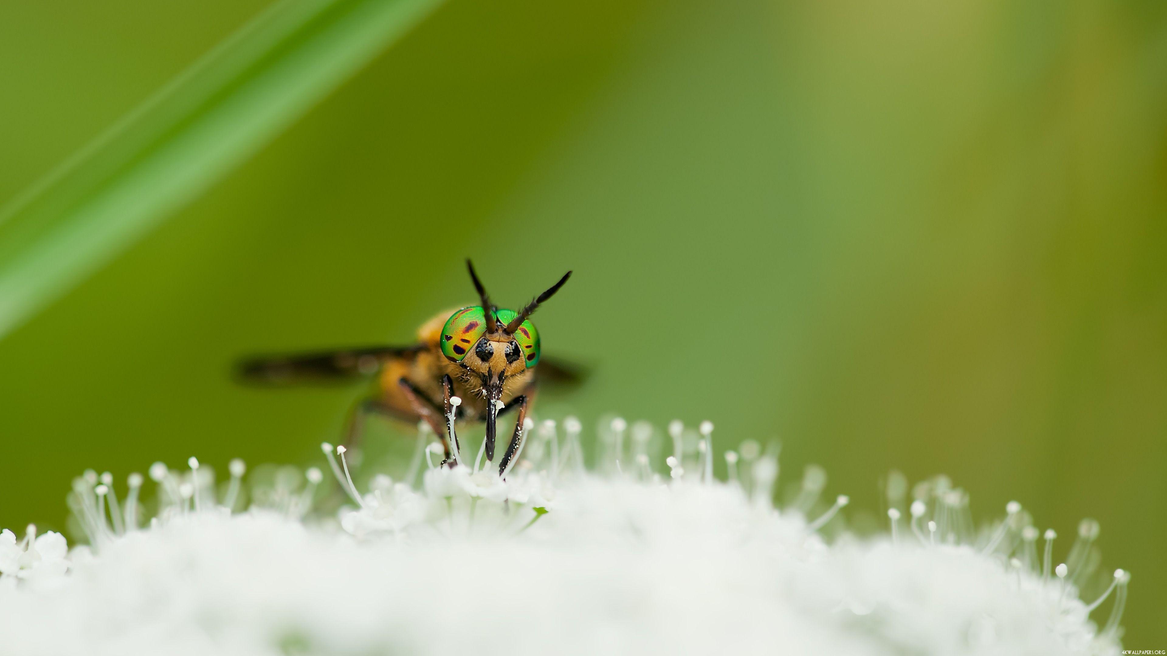 Close Up Wallpapers - Wallpaper Cave