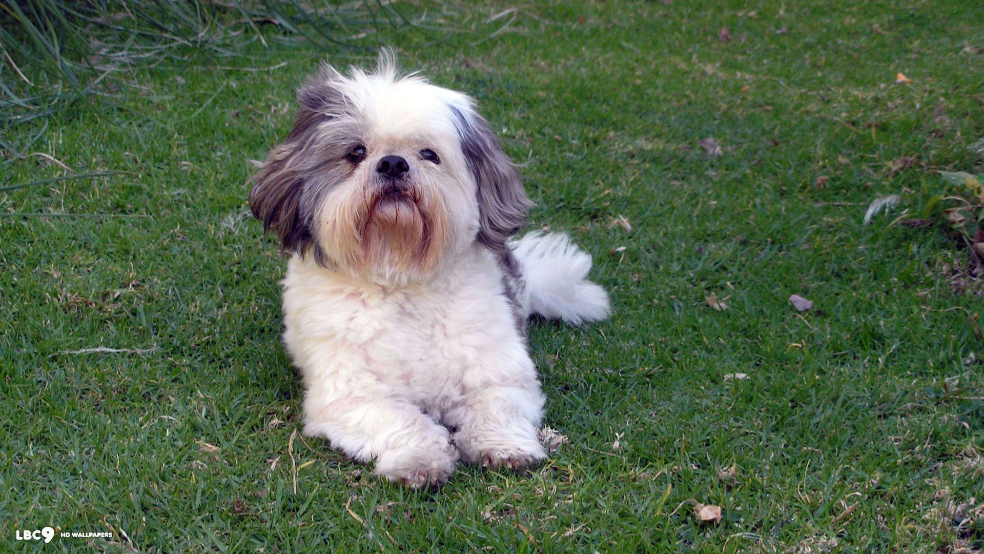 Shih Tzu Wallpapers - Wallpaper Cave