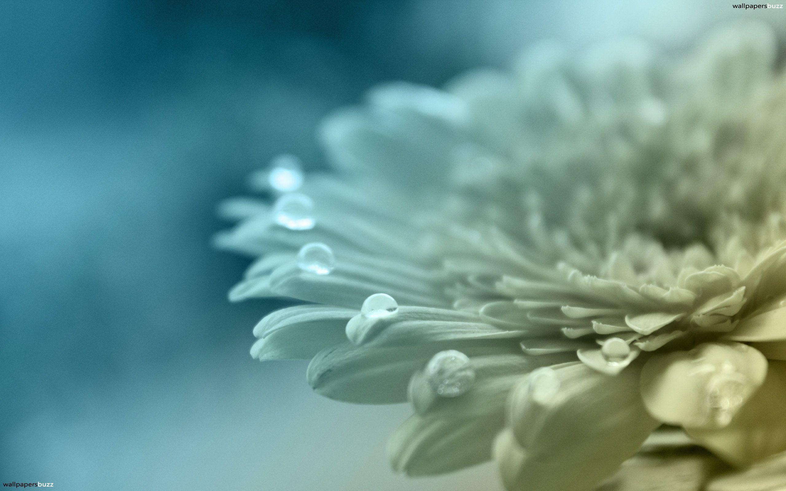 Dew Drops Wallpapers - Wallpaper Cave