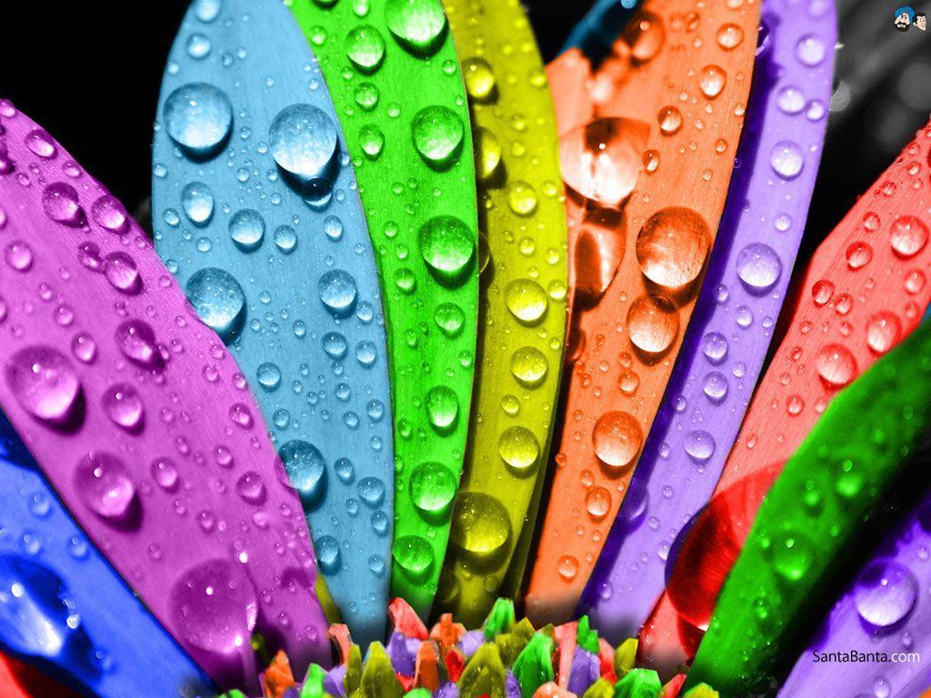 Dew Drops Wallpapers - Wallpaper Cave