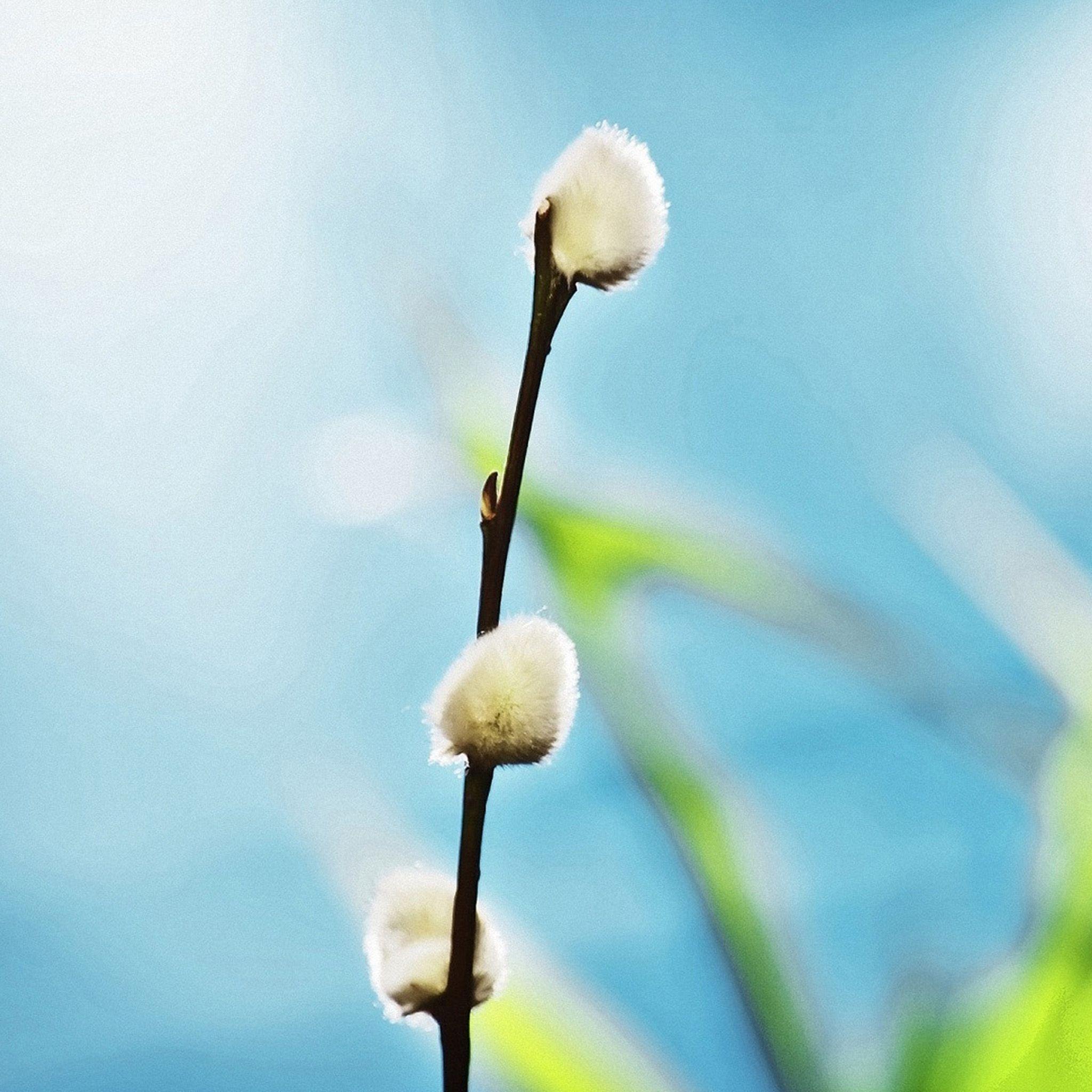 Cotton Wallpapers - Wallpaper Cave