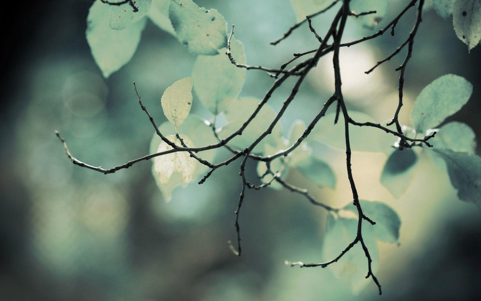 Tree Branches Wallpapers - Wallpaper Cave