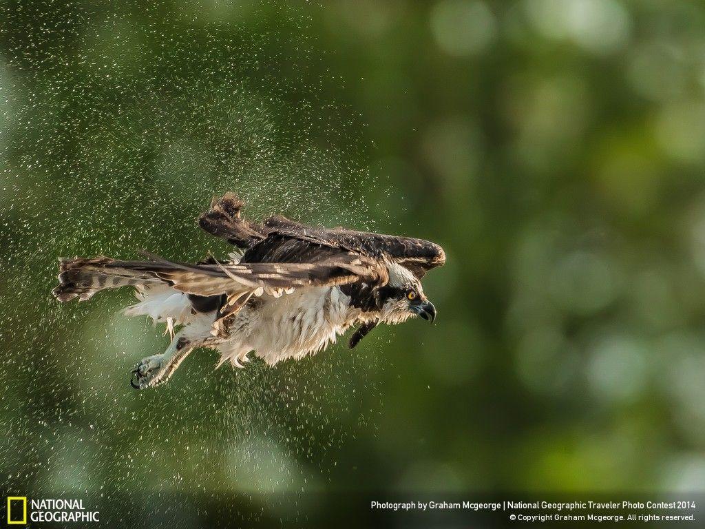 Osprey Wallpapers - Wallpaper Cave