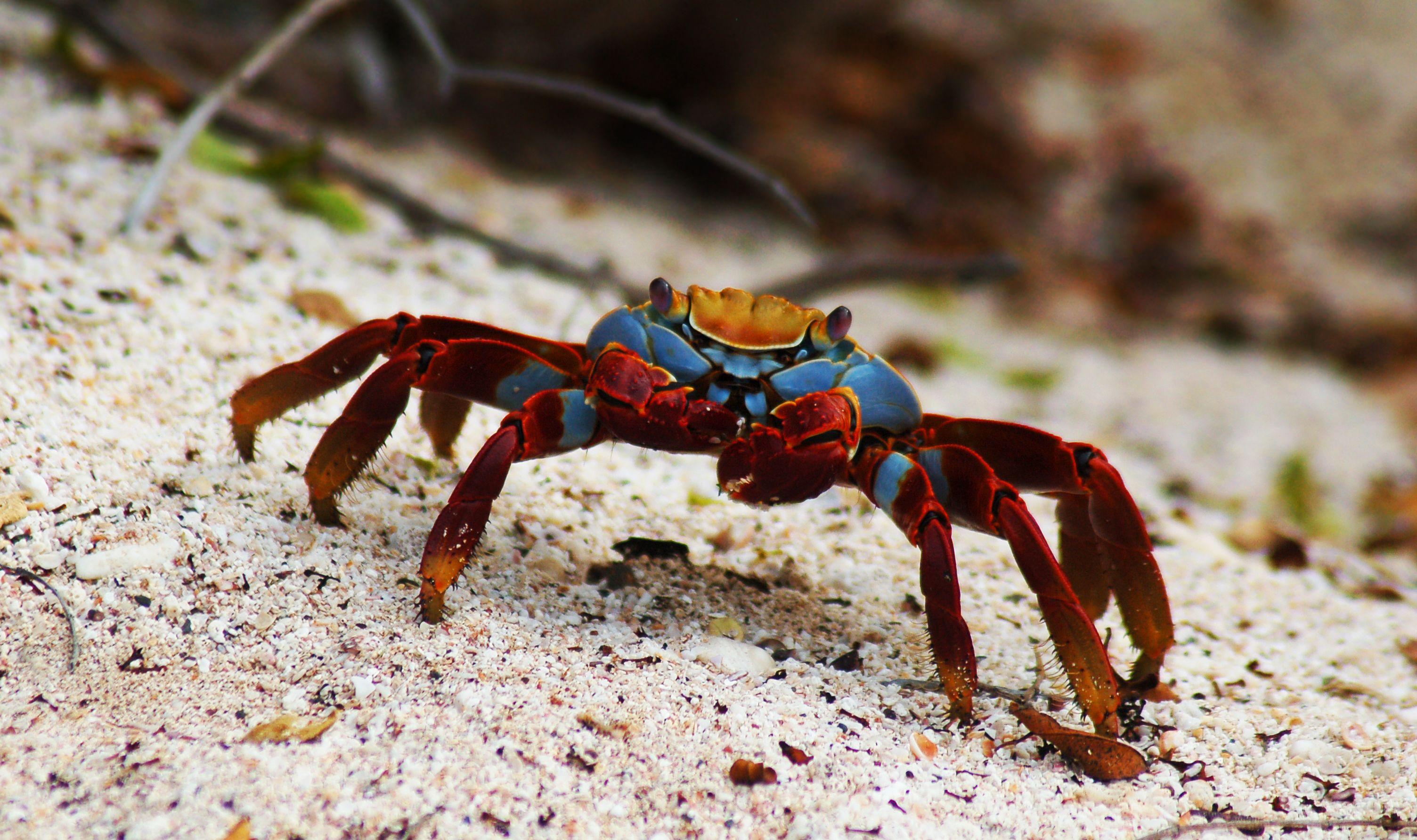 Crabs Wallpapers - Wallpaper Cave