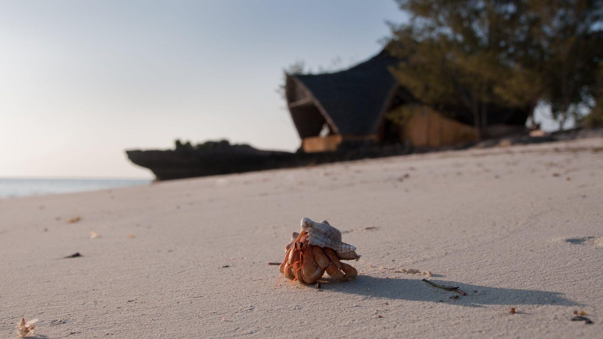 Crabs Wallpapers - Wallpaper Cave