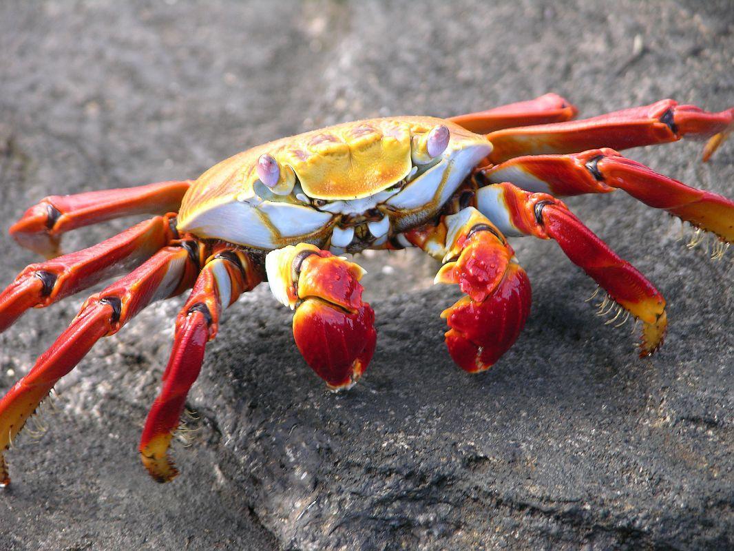 Crabs Wallpapers - Wallpaper Cave