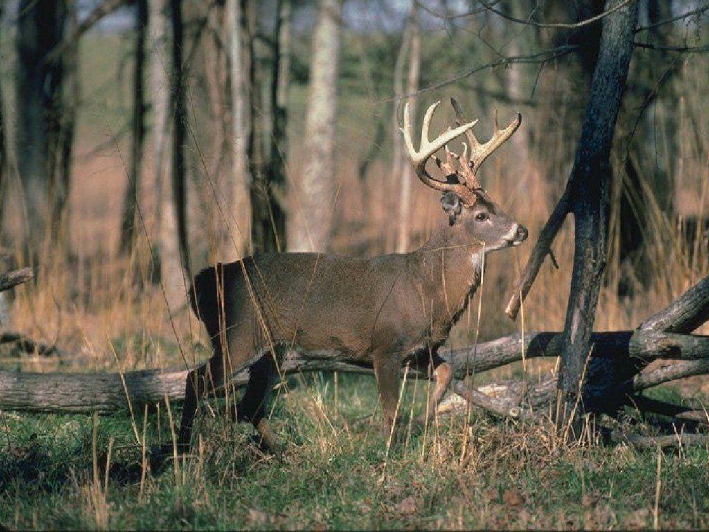 Buck Wallpapers - Wallpaper Cave