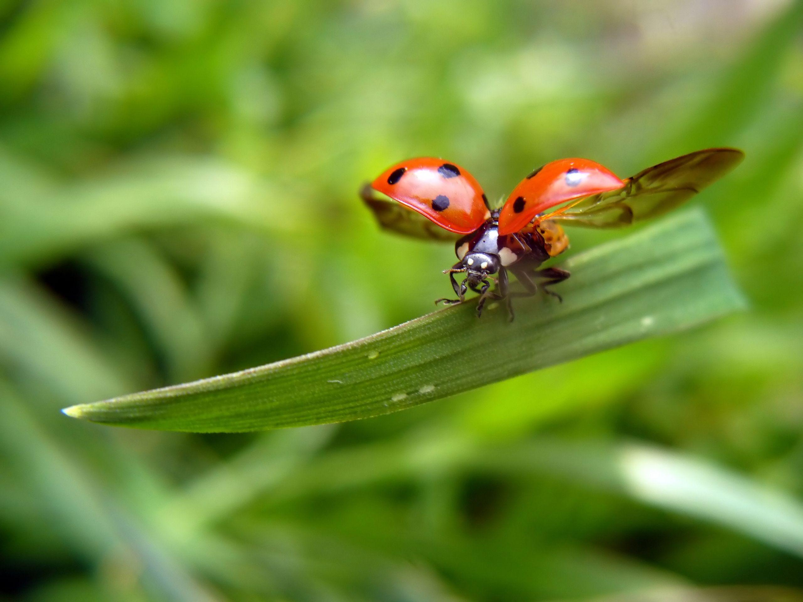 Ladybugs Wallpapers - Wallpaper Cave