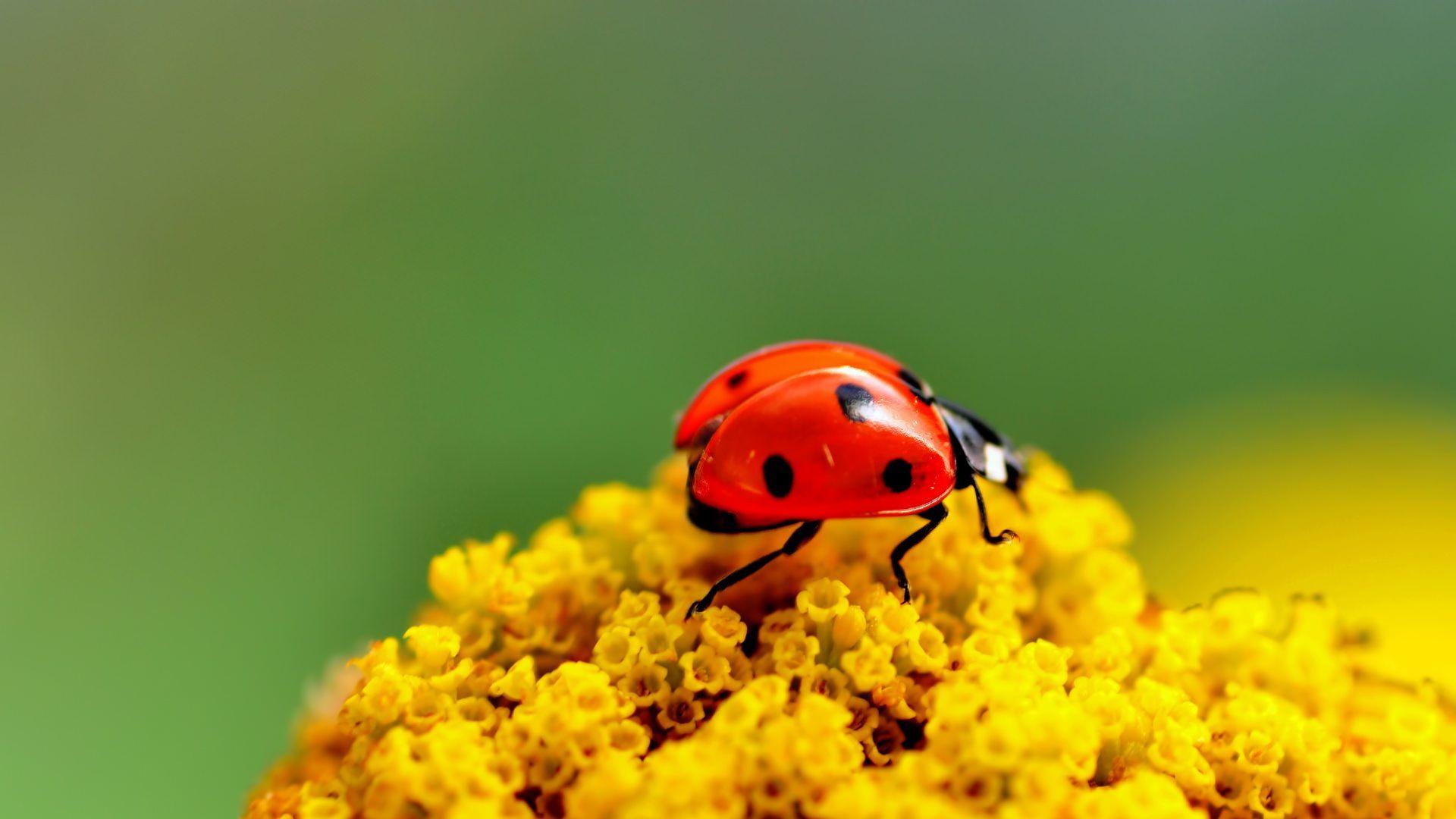 Ladybugs Wallpapers - Wallpaper Cave