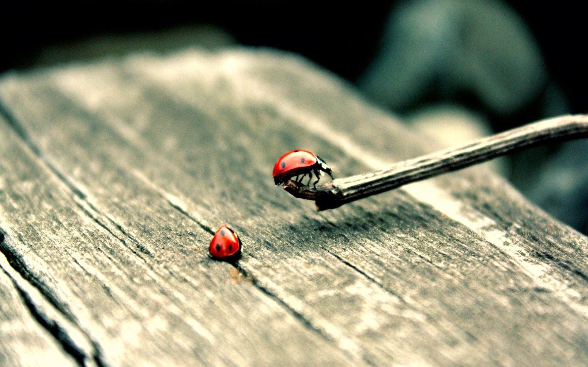 Ladybugs Wallpapers - Wallpaper Cave