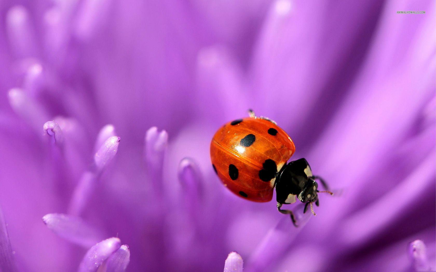 Ladybugs Wallpapers - Wallpaper Cave