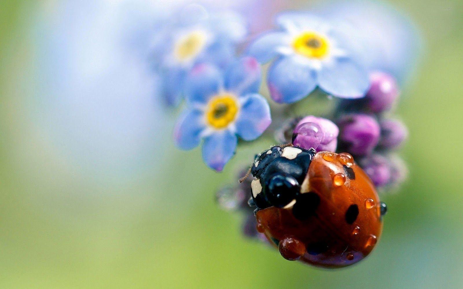 Ladybugs Wallpapers - Wallpaper Cave