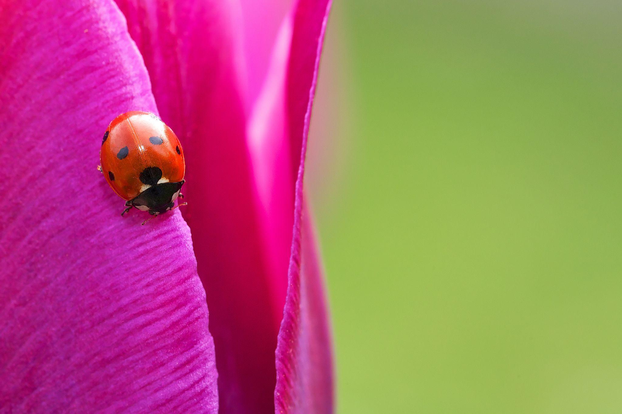 Ladybugs Wallpapers - Wallpaper Cave