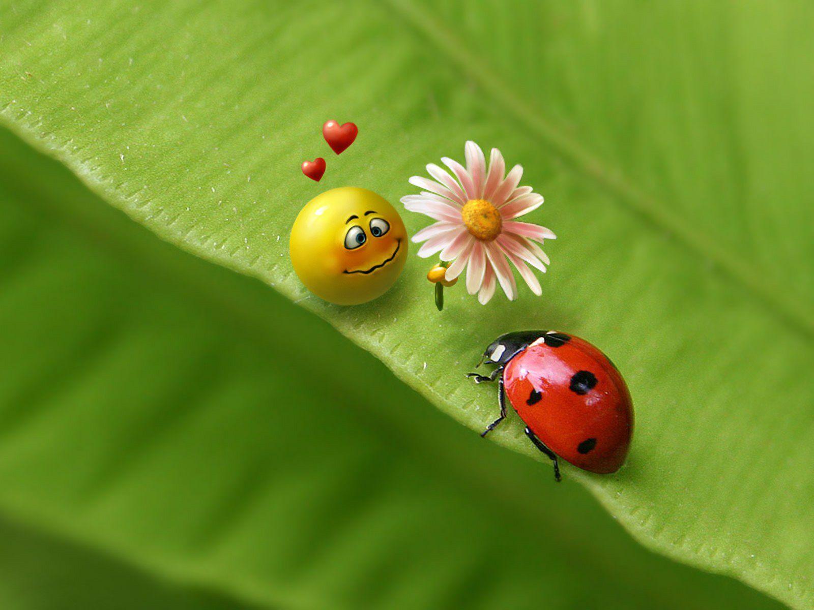 Ladybugs Wallpapers - Wallpaper Cave