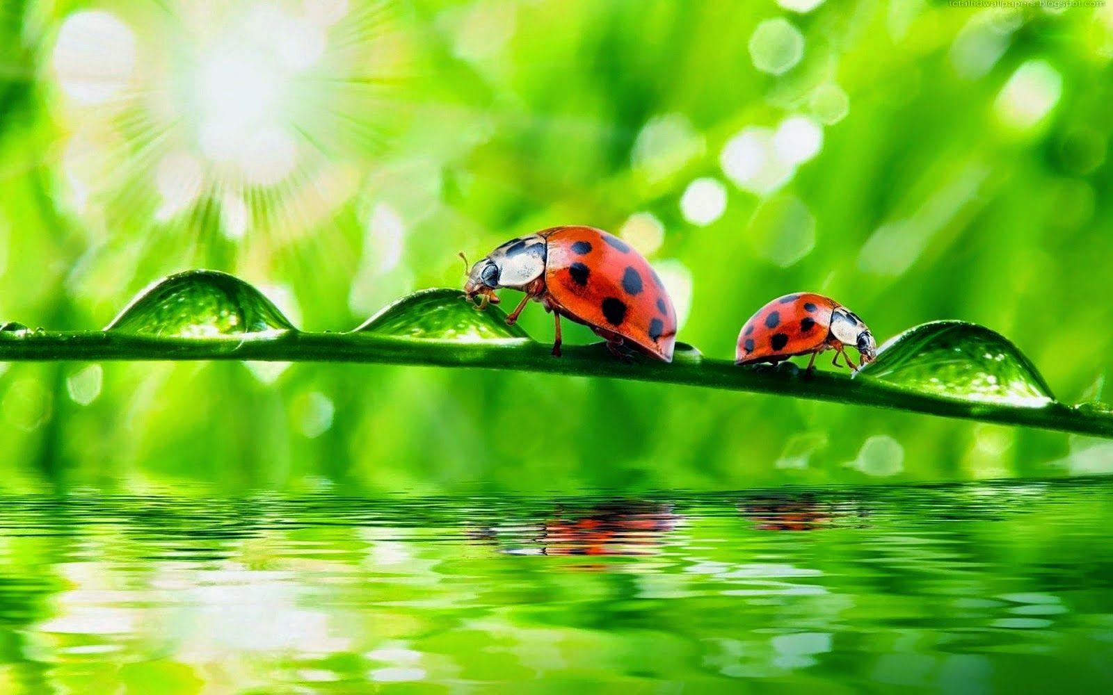 Ladybugs Wallpapers - Wallpaper Cave