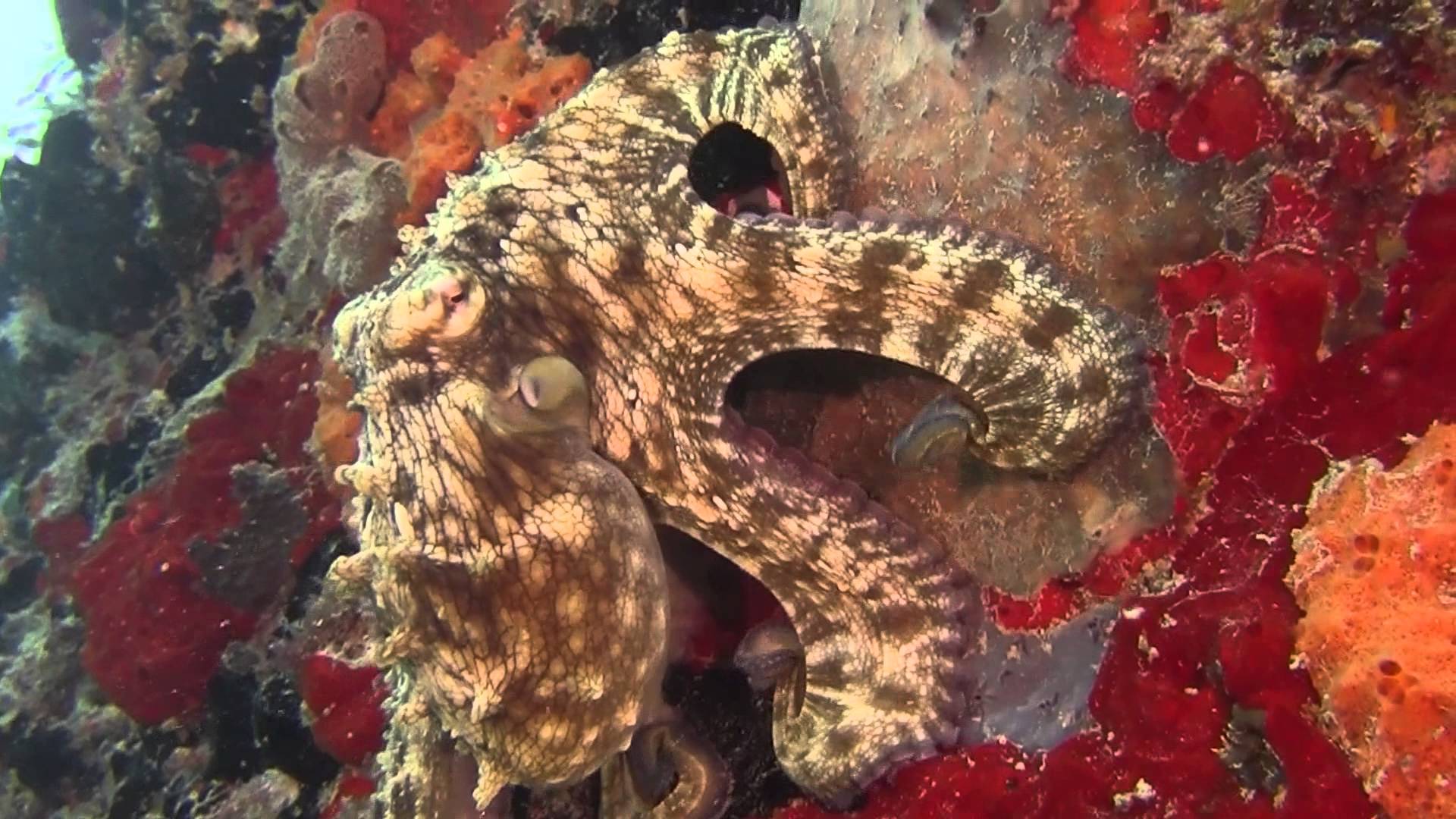 St. Croix Wallpapers - Wallpaper Cave