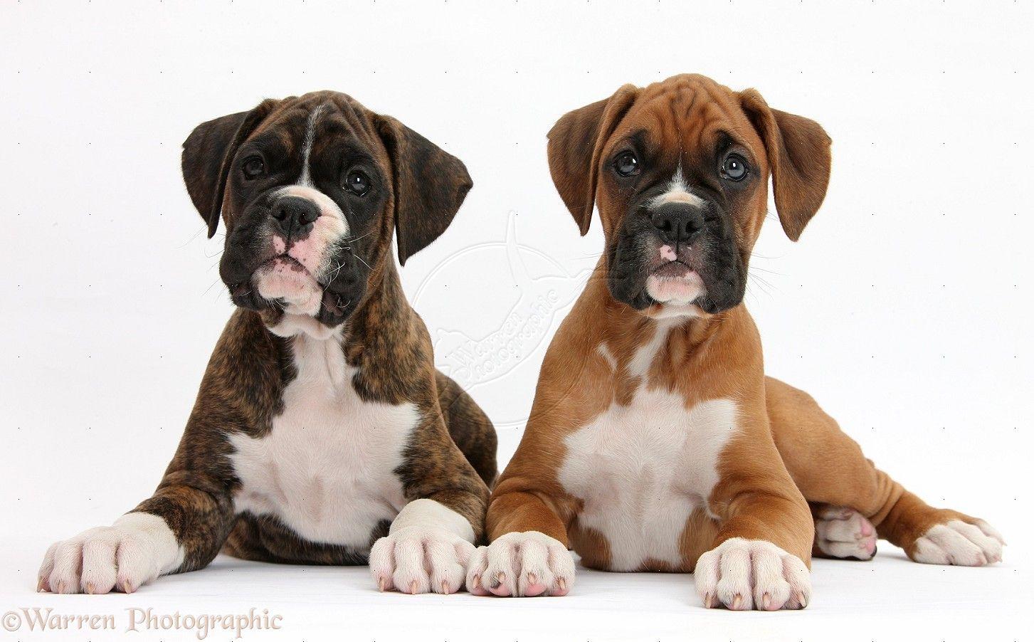 Boxer Puppies Wallpapers - Wallpaper Cave