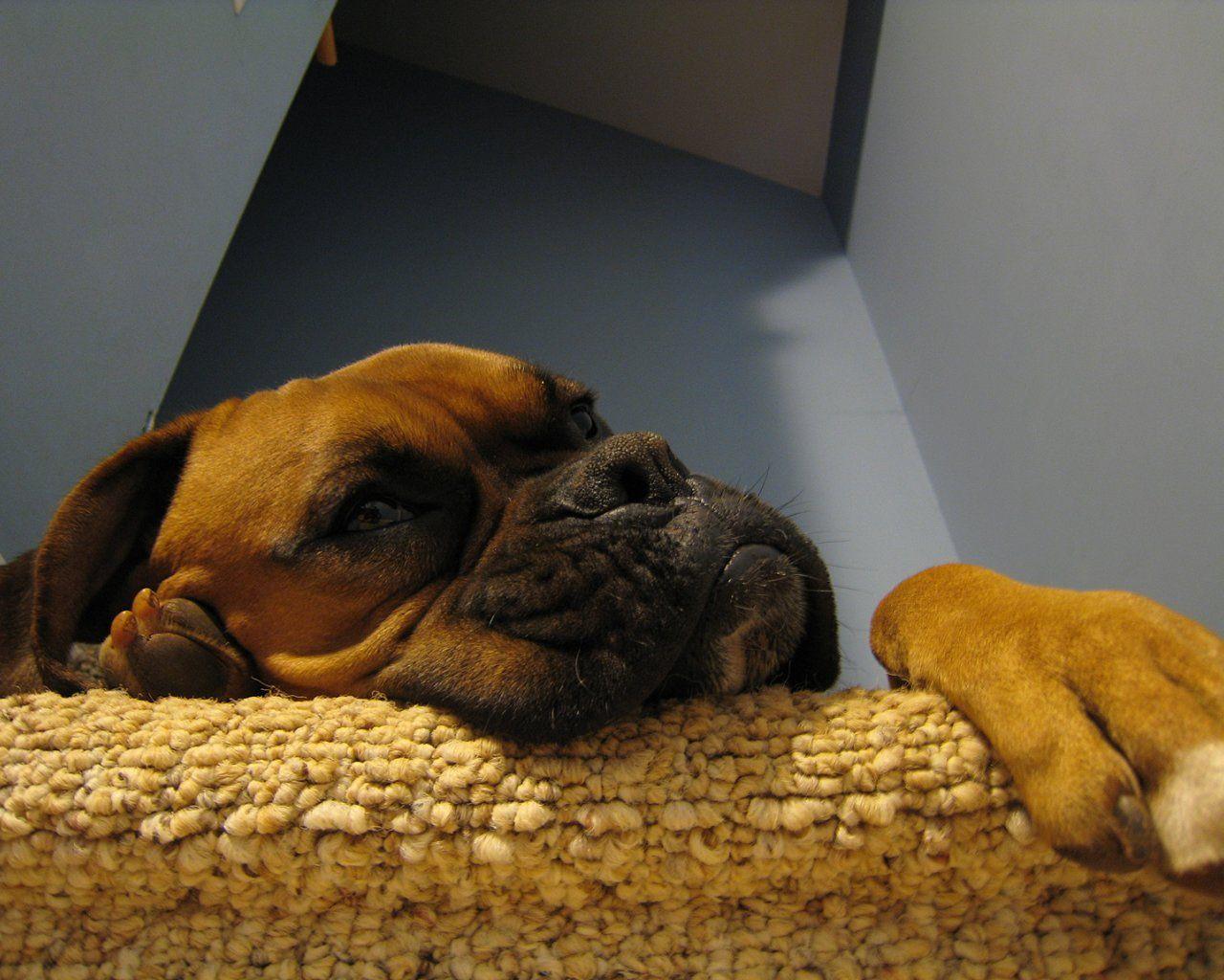 Boxer Puppies Wallpapers - Wallpaper Cave