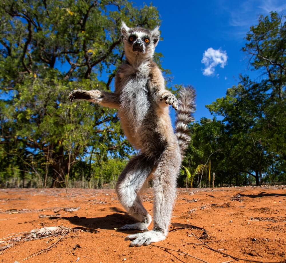 Madagascar Country Wallpapers Wallpaper Cave Madagascar Country Wallpapers Wallpaper Cave