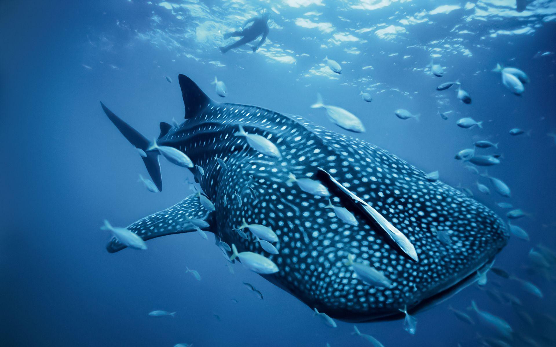 Whale Shark Wallpapers Wallpaper Cave